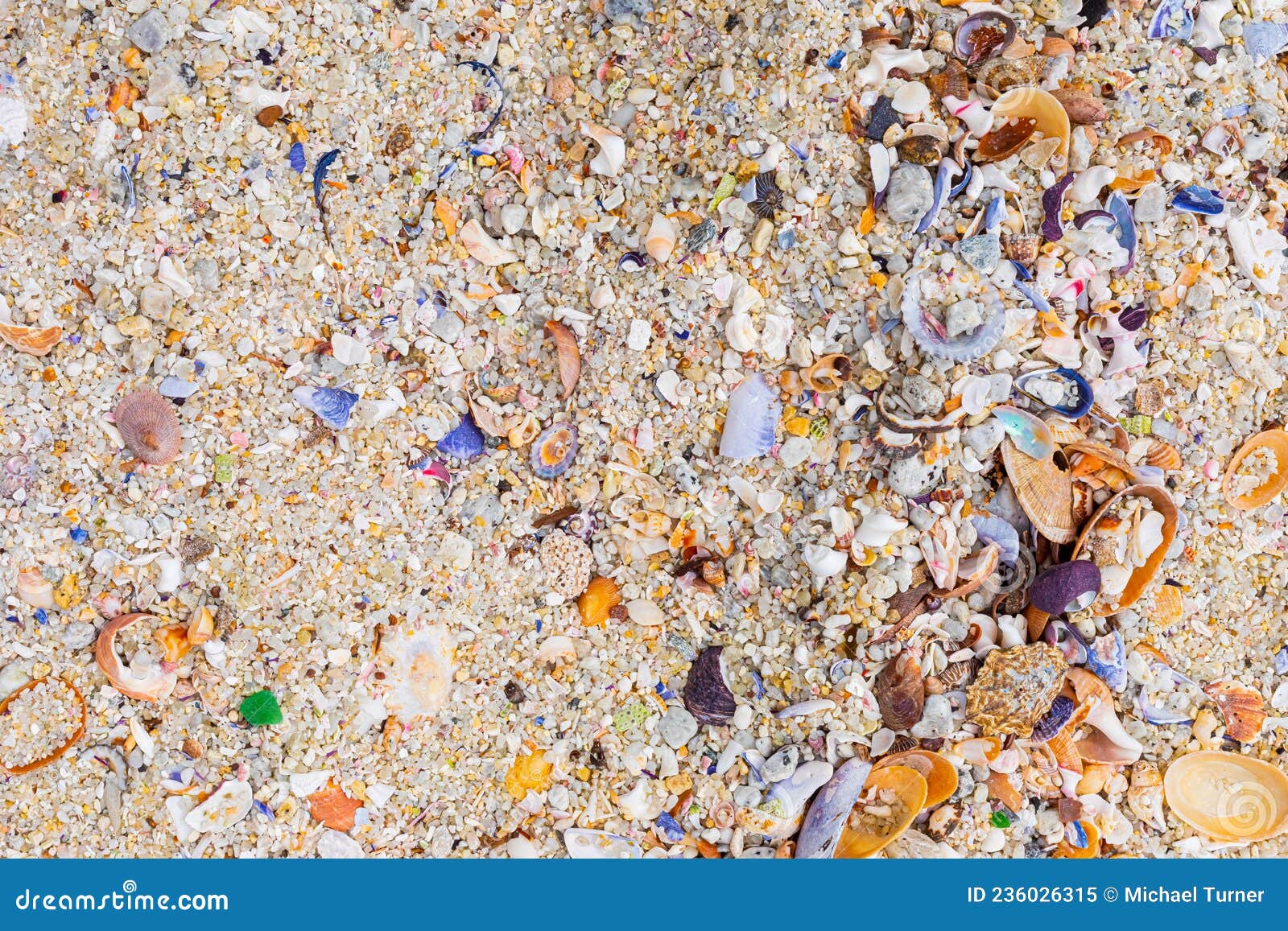 Overhead View of Washed Up and Broken Sea Shells on Sandy Beach Stock ...