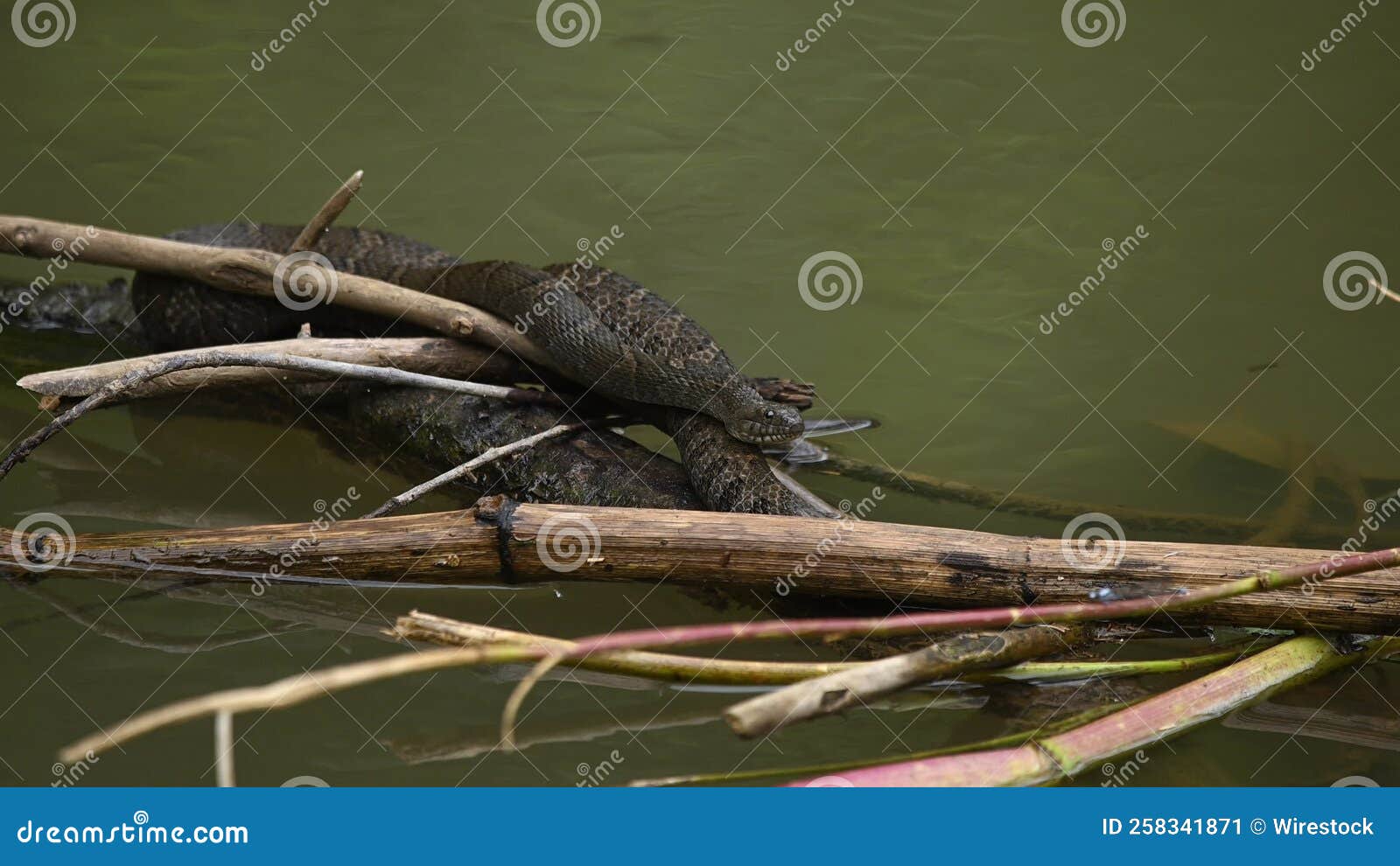 Overhead View of a Water Snake at the River Stock Video - Video of ...