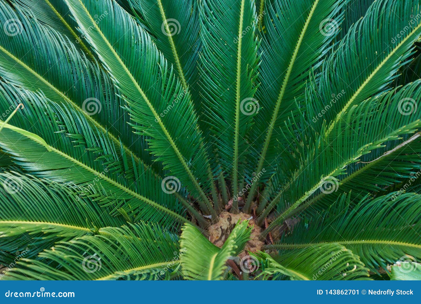 Overhead View of a Young Palm Tree Stock Image - Image of palm, plant ...