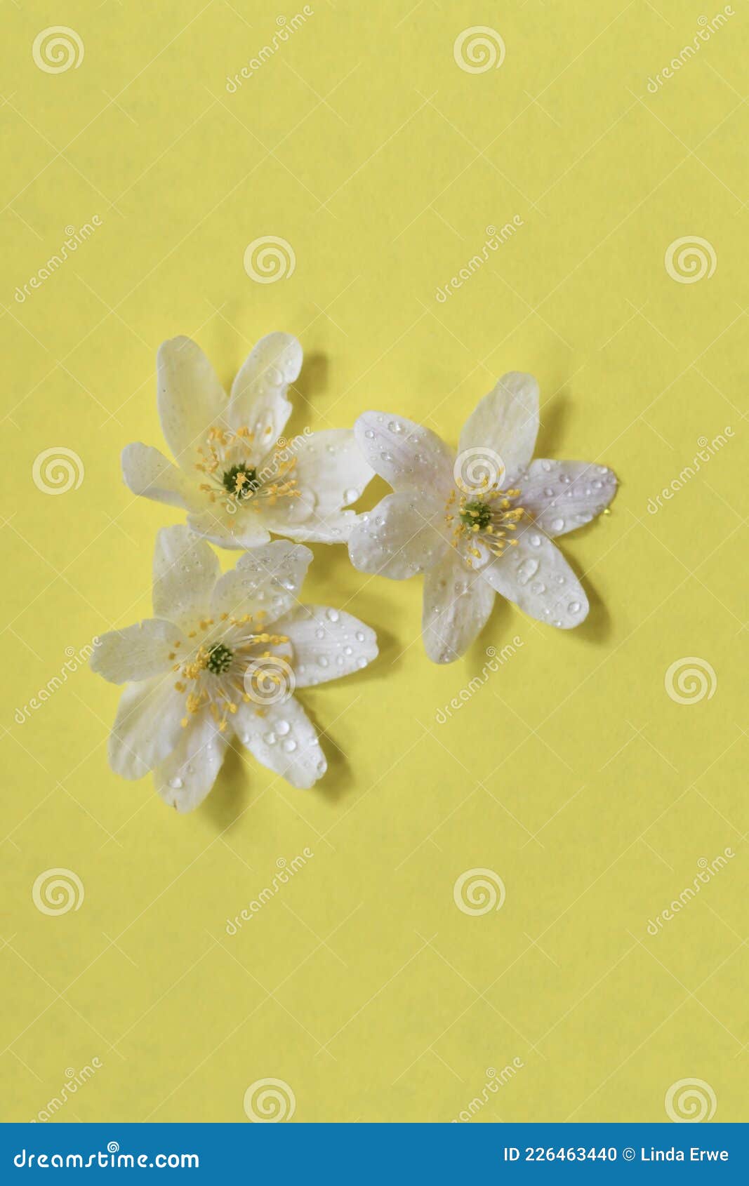 Overhead of White Flowers with Water Drops on Stock Photo - Image of ...