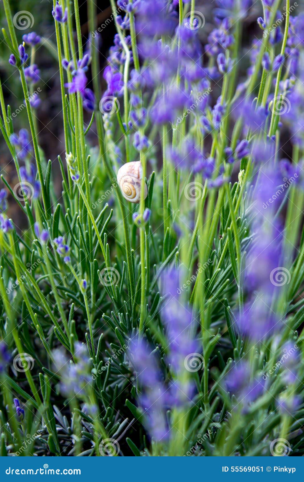 Overland snail stock image. Image of snail, leaf, background - 55569051