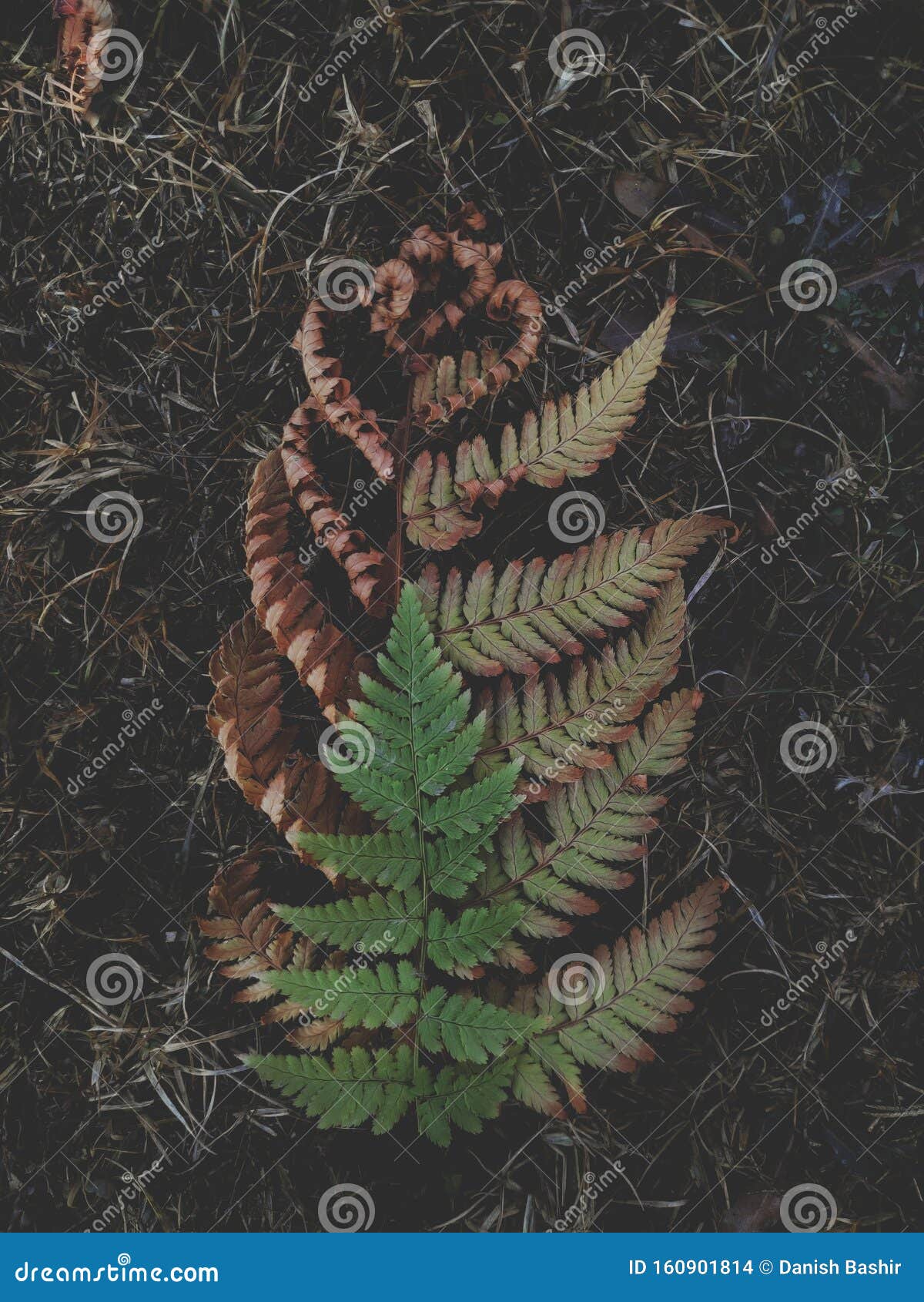 Overlap and Contrast stock photo. Image of contrast - 160901814