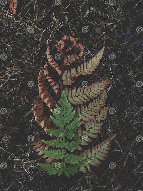 Overlap and Contrast stock photo. Image of contrast - 160901814