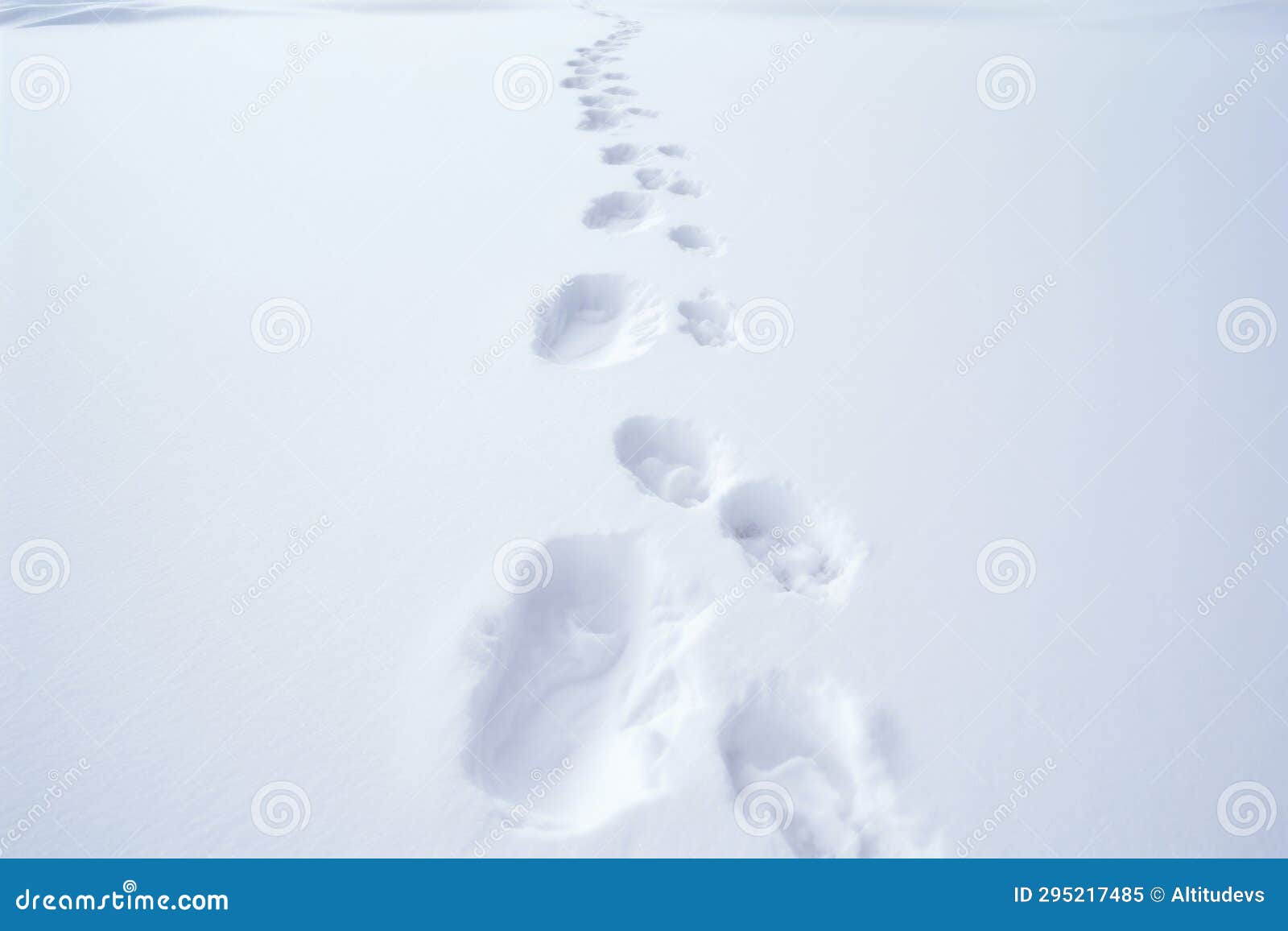 Overlapping Animal Tracks Going in Different Directions in Snow Stock ...