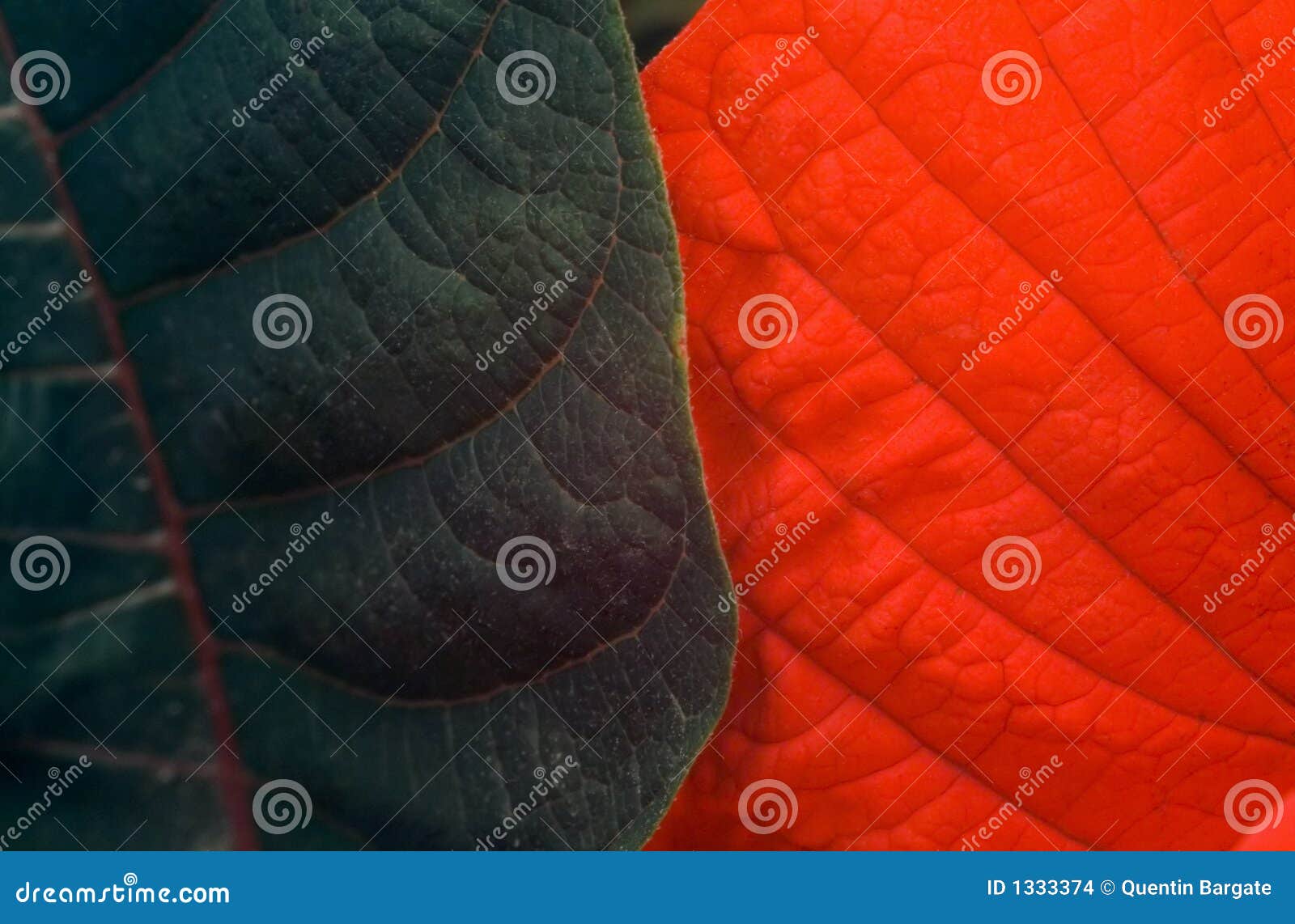 Overlapping Leaves Texture Stock Image | CartoonDealer.com #49581523