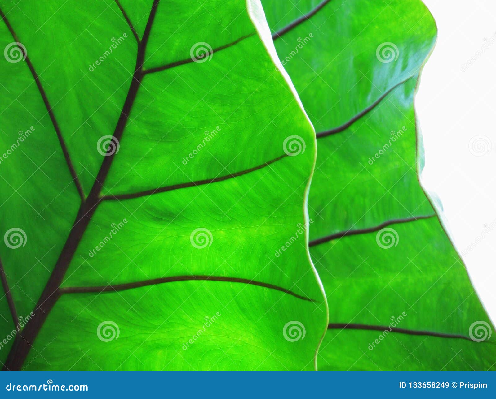 Overlapping Leaves with the Beauty of Lines and Stripes Stock Image ...