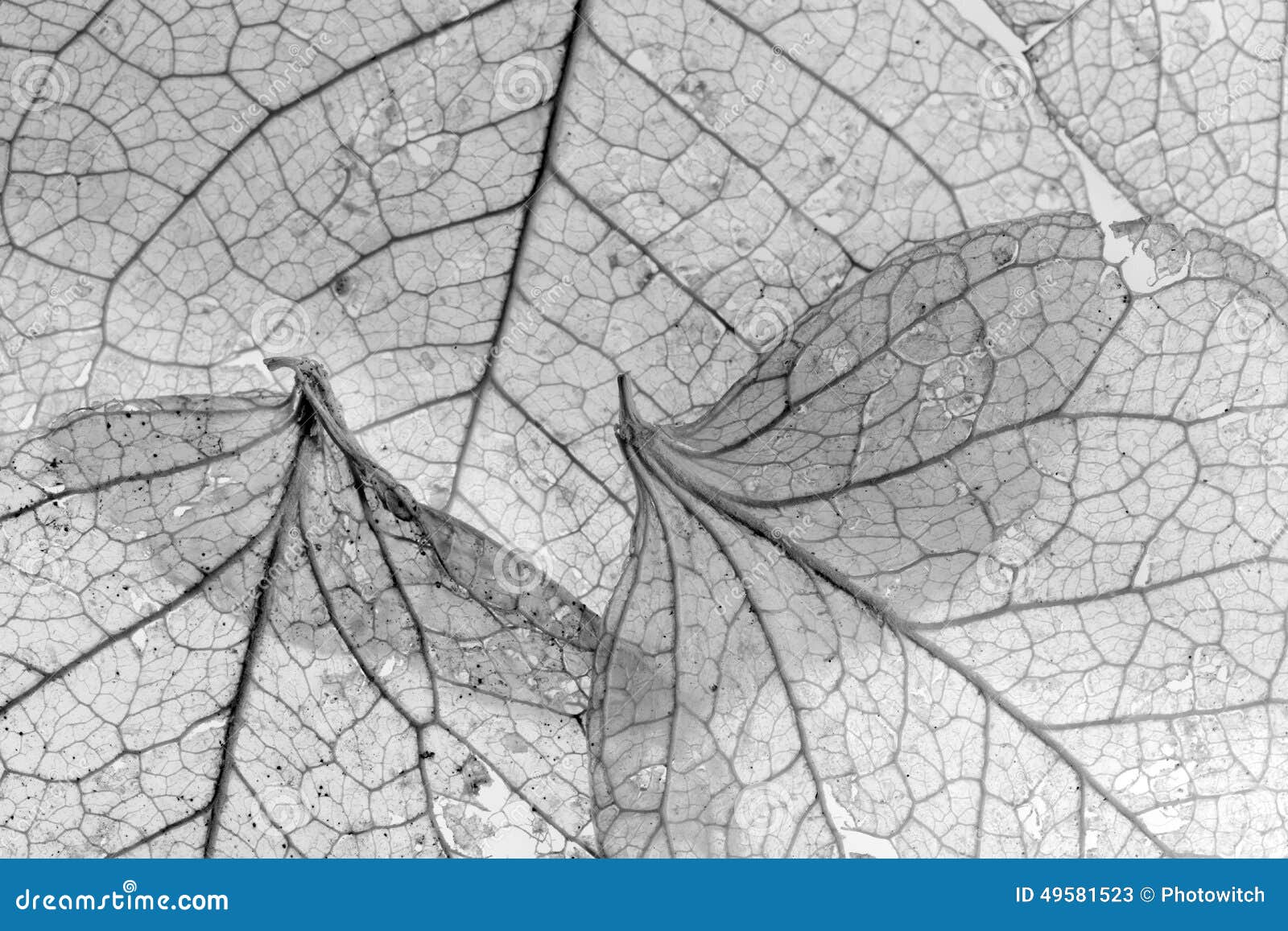 Overlapping Leaves Texture Stock Photo | CartoonDealer.com #49581523