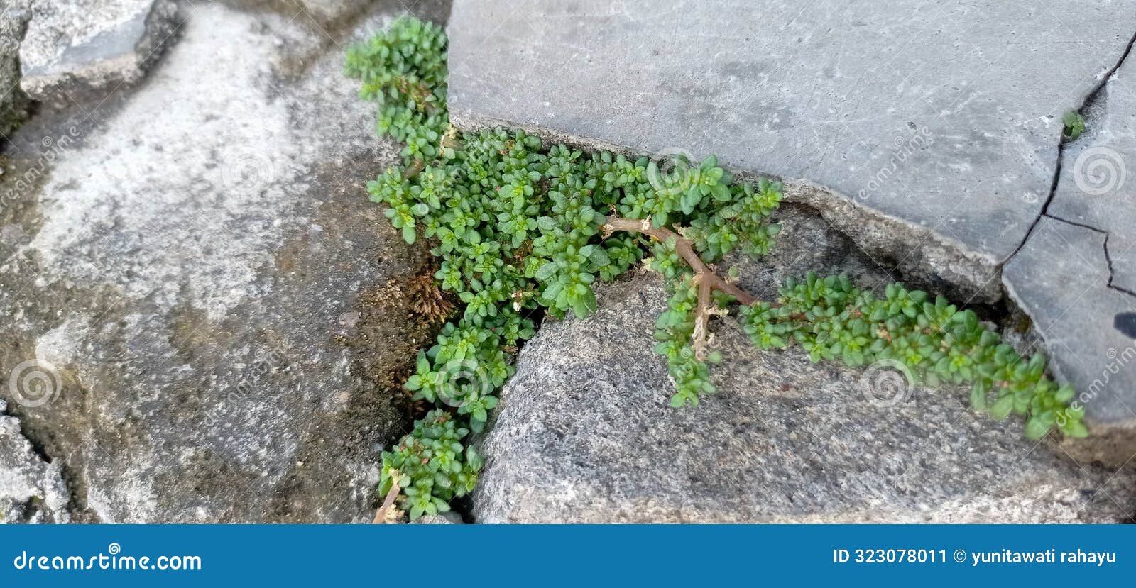 Overlapping Plants or Grass that Grow between Stones and Cement Stock ...