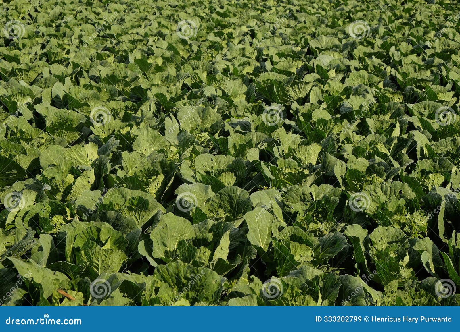 Overlay of Cabbage Plants with Abstract Shapes, Patterns and Textures ...