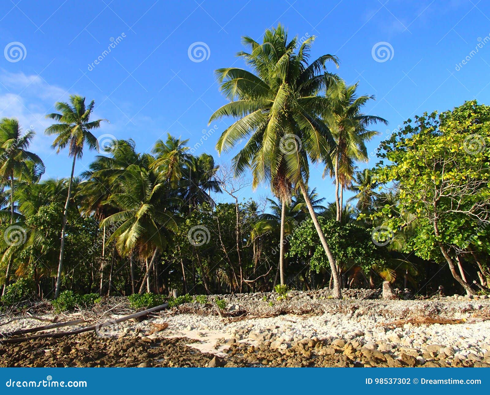 Overlook stock photo. Image of islands, tree, palm, beach - 98537302