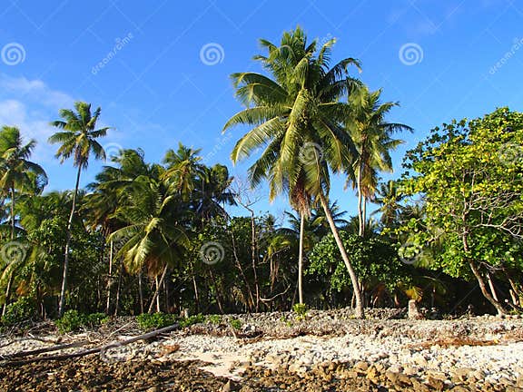 Overlook stock photo. Image of islands, tree, palm, beach - 98537302