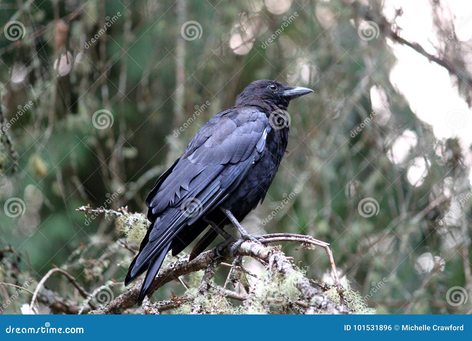 The overlooking crow stock photo. Image of sitting, branch - 101531896