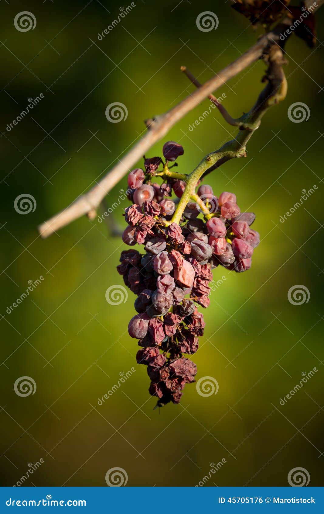 Overripe grape stock photo. Image of beverage, agriculture - 45705176