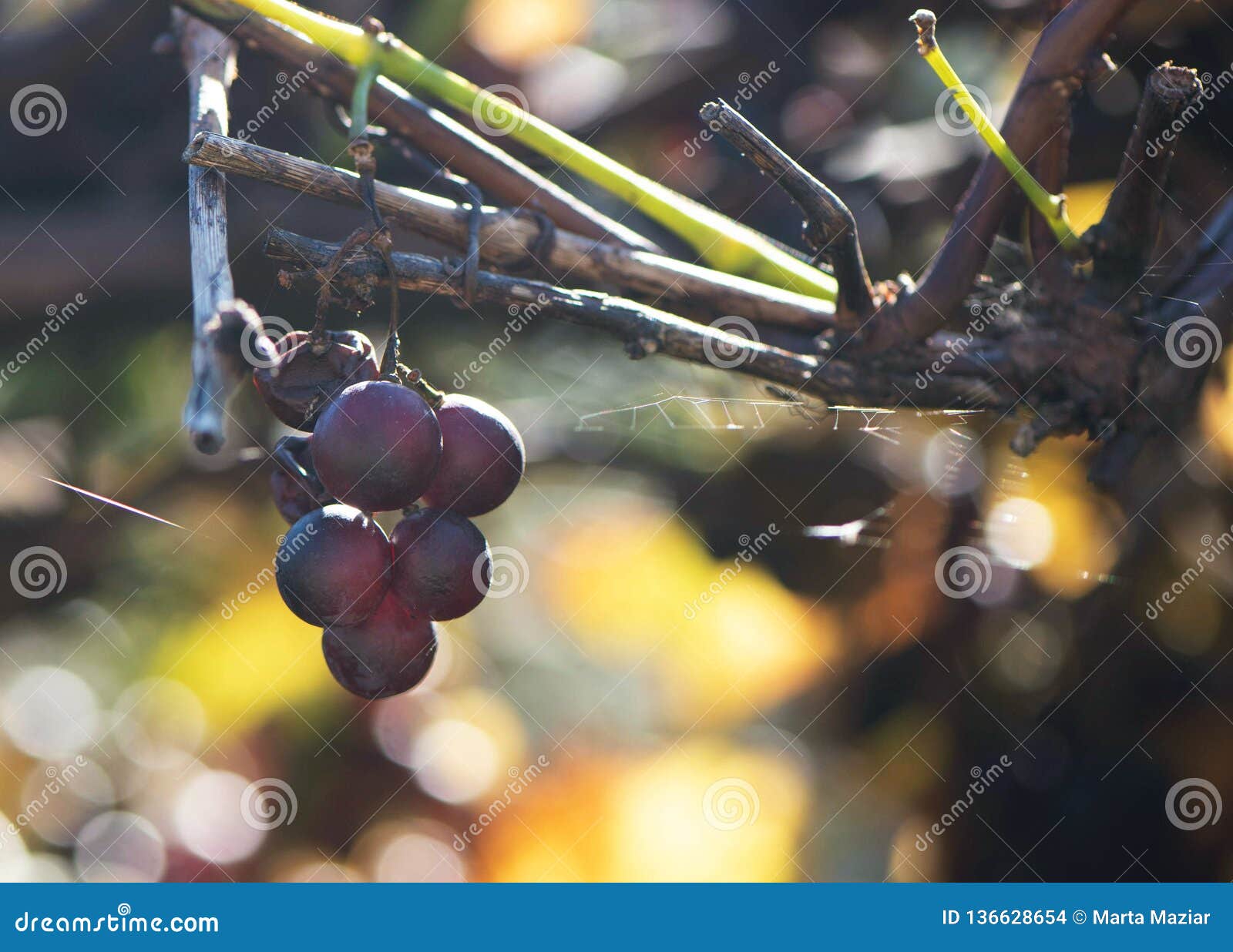 Overripe the Grapes on the Branches. Autumn Stock Photo - Image of ...