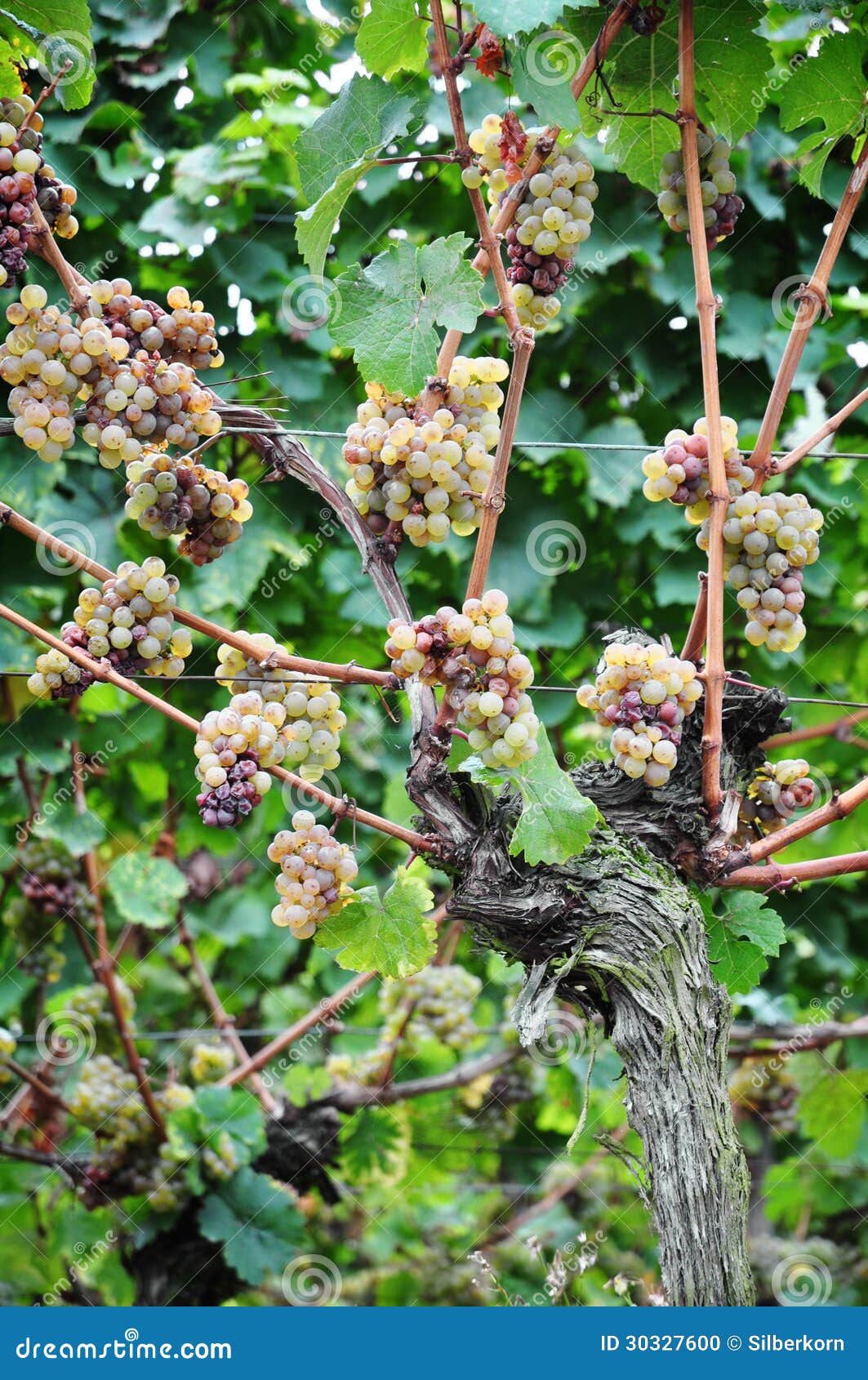 Overripe grapes stock photo. Image of botrytis, green - 30327600