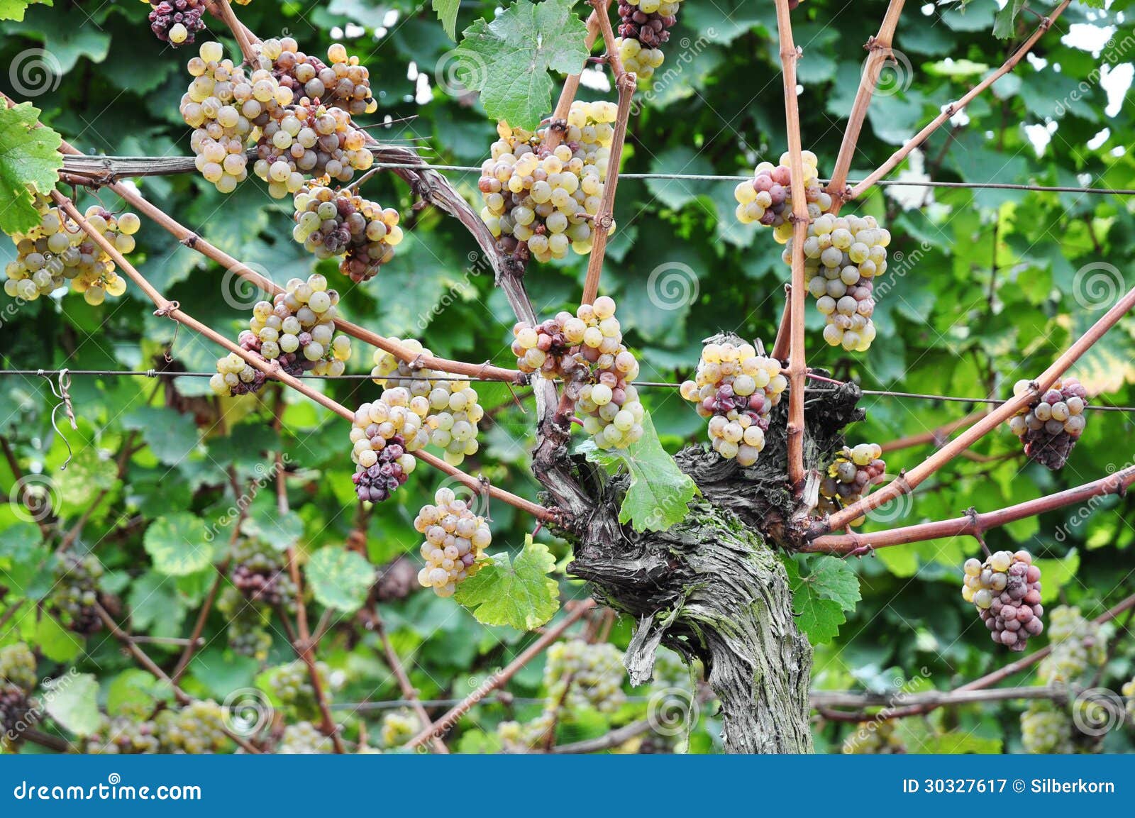 Overripe grapes stock image. Image of grape, botrytis - 30327617
