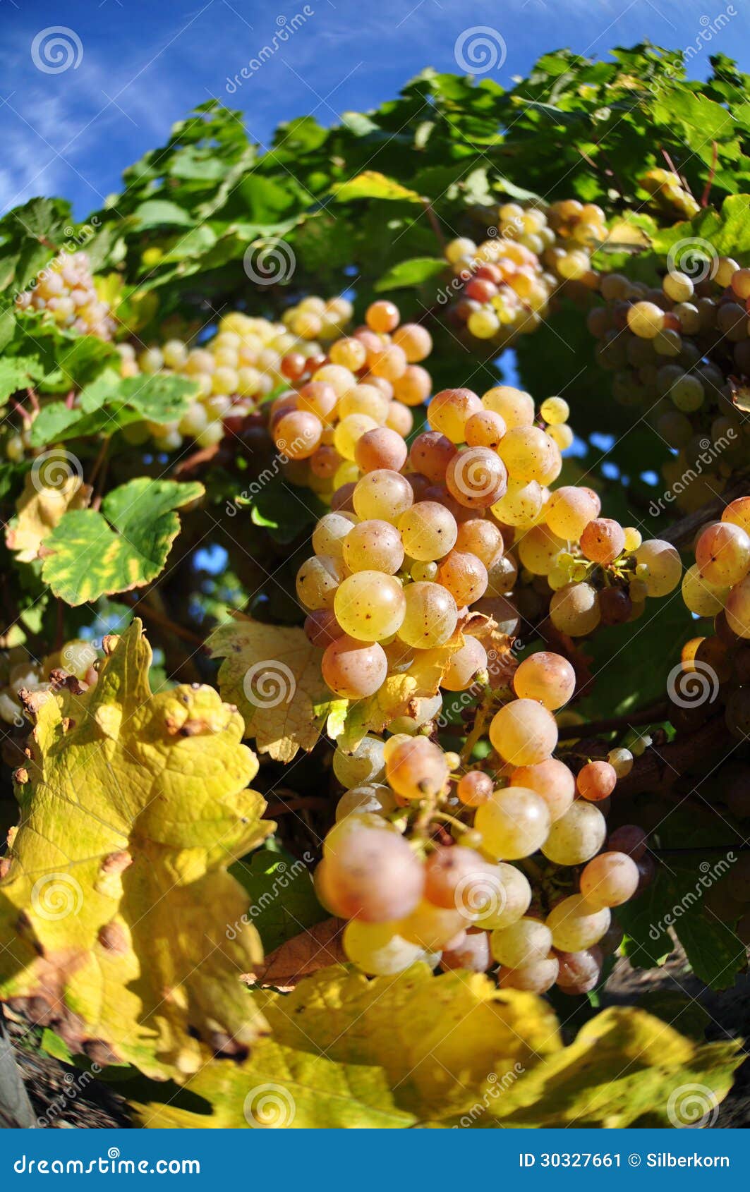 Overripe grapes stock image. Image of grape, bunch, plant - 30327661