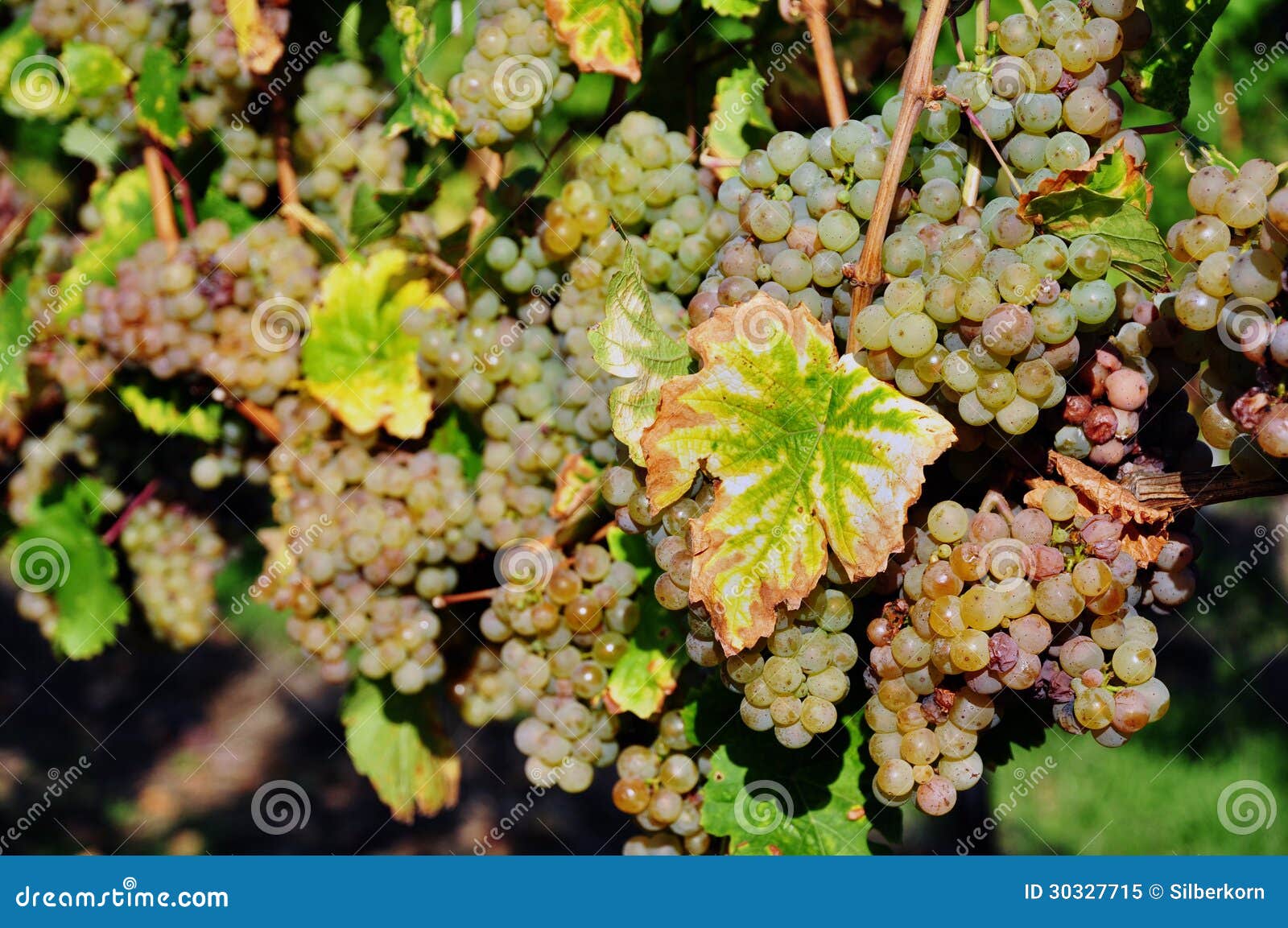 Overripe grapes stock image. Image of bunch, branch, drink - 30327715