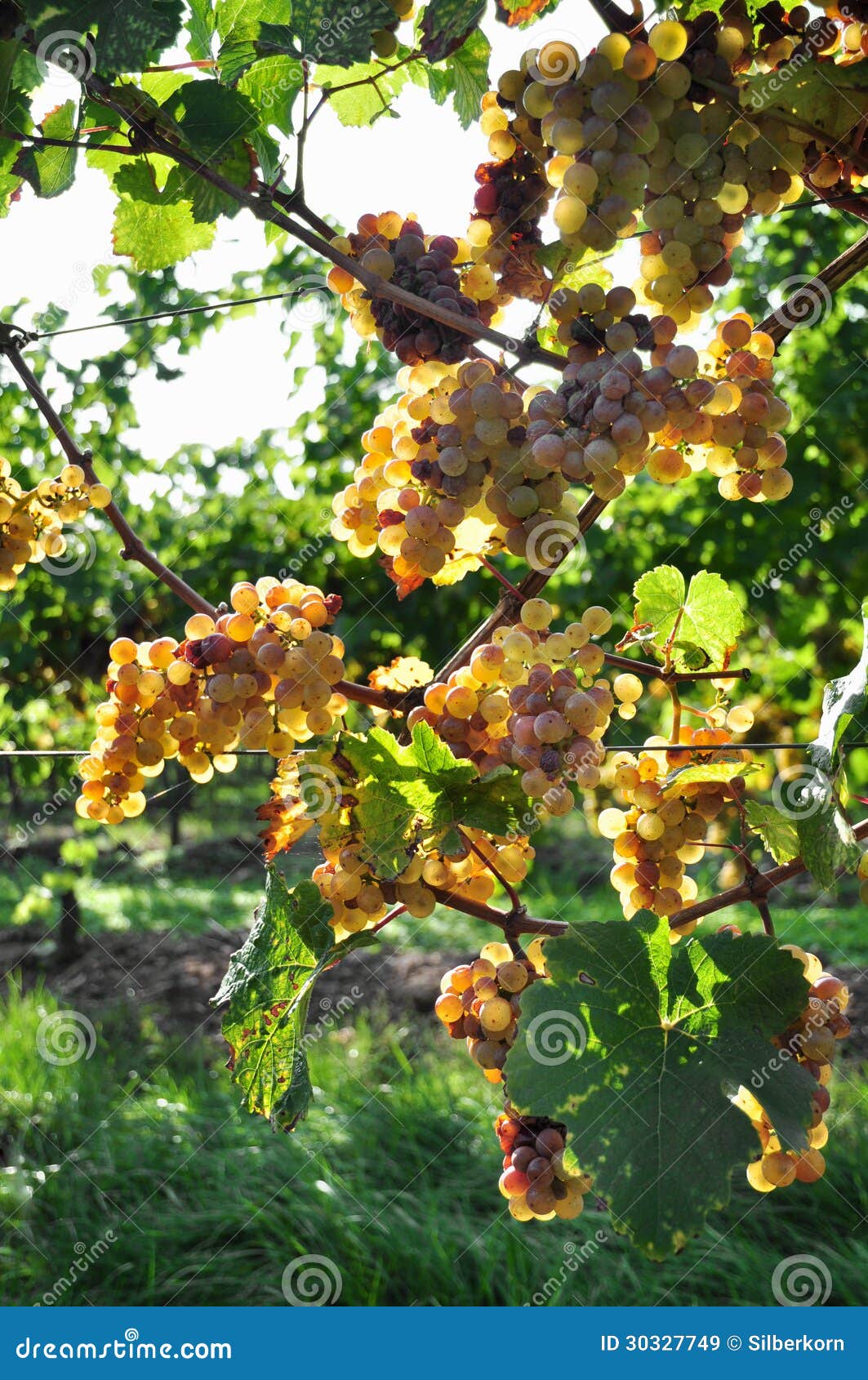 Overripe grapes stock image. Image of plant, drink, fruit - 30327749