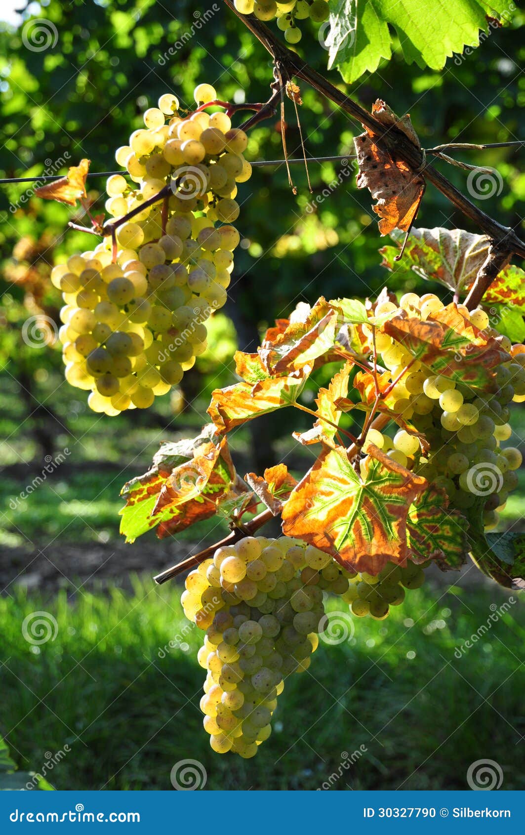 Overripe grapes stock photo. Image of botrytis, crop - 30327790