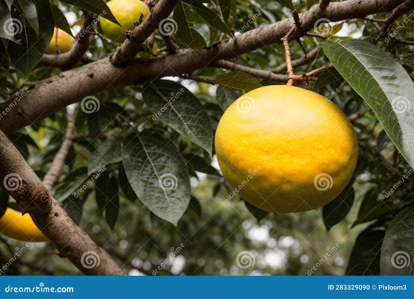 An Overripe Mango Falling from a Tree Landing with a Soft Thud Stock ...