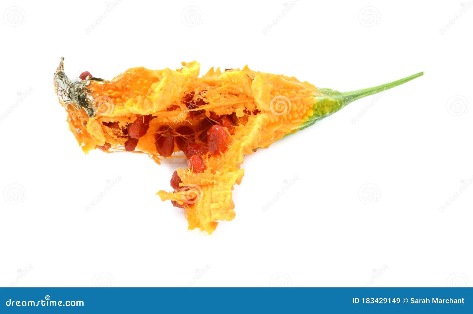 Overripe Orange Bitter Melon, Split Open, with Red Seeds Stock Image ...