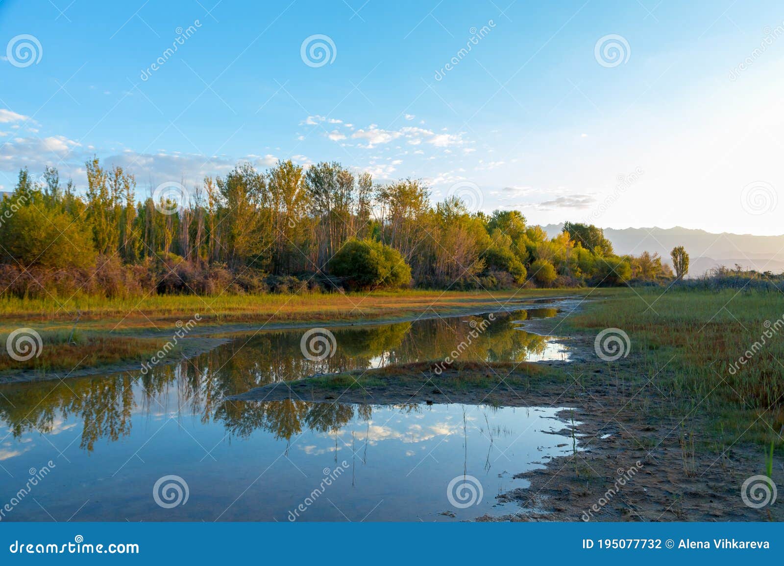 Overteeld Water in De Moeras. Moeras in Het Bos Stock Foto - Image of ...
