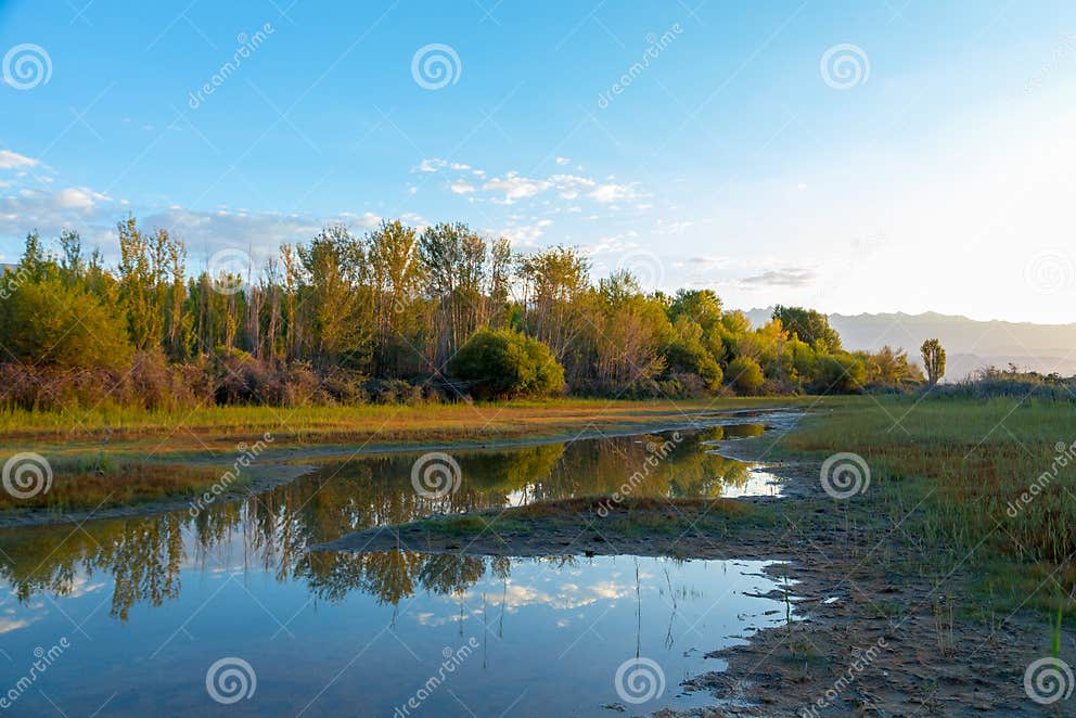 Overteeld Water in De Moeras. Moeras in Het Bos Stock Foto - Image of ...