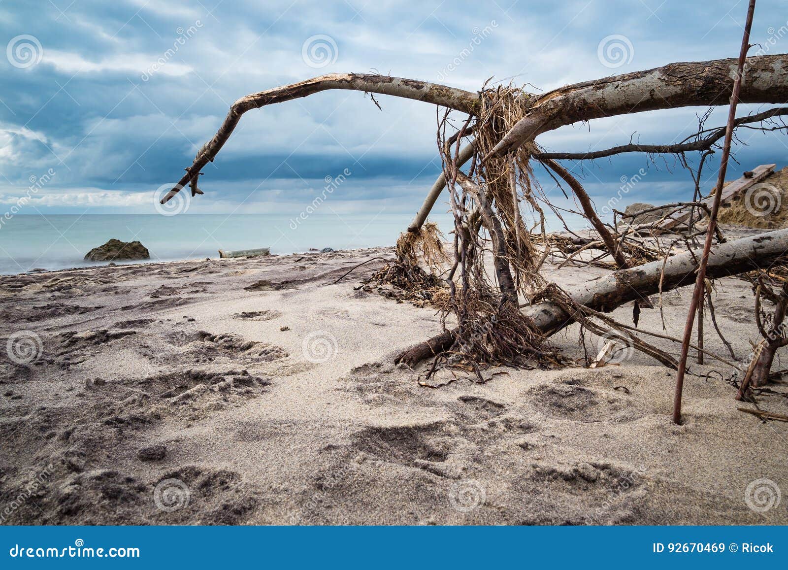 Overthrown Tree on Shore of the Baltic Sea Stock Image - Image of ...