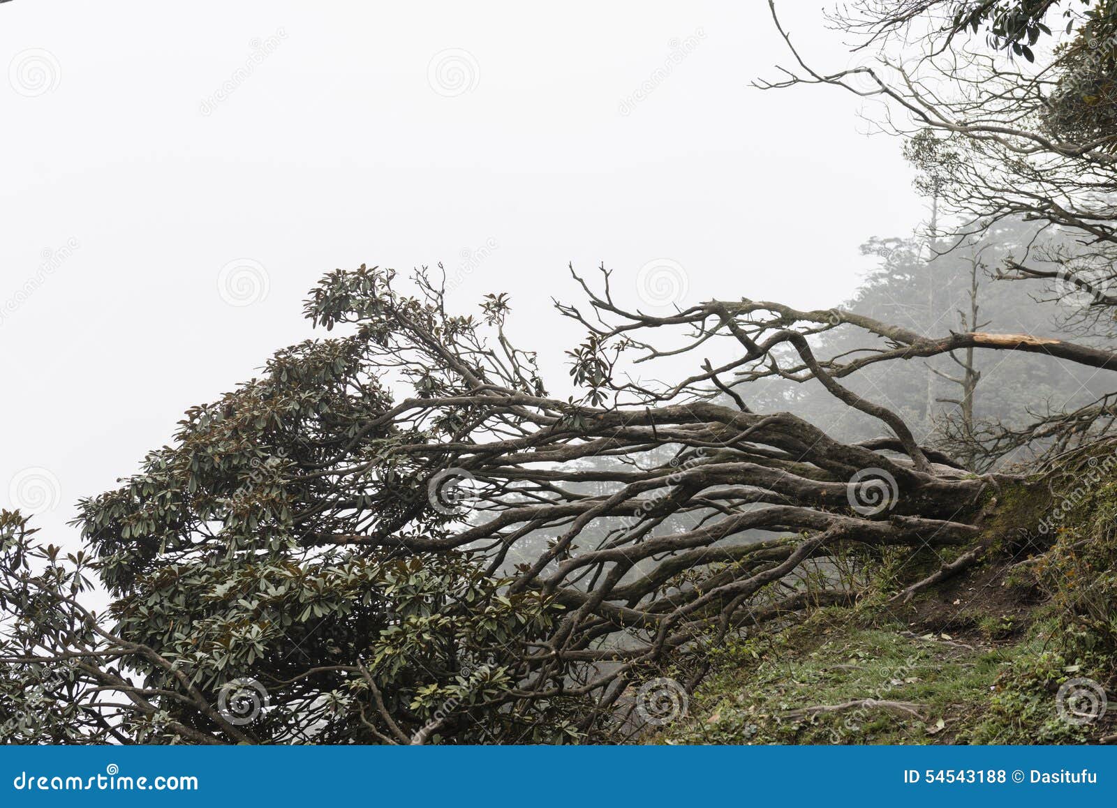 Overturn tree stock photo. Image of ecology, fallen, mountain - 54543188