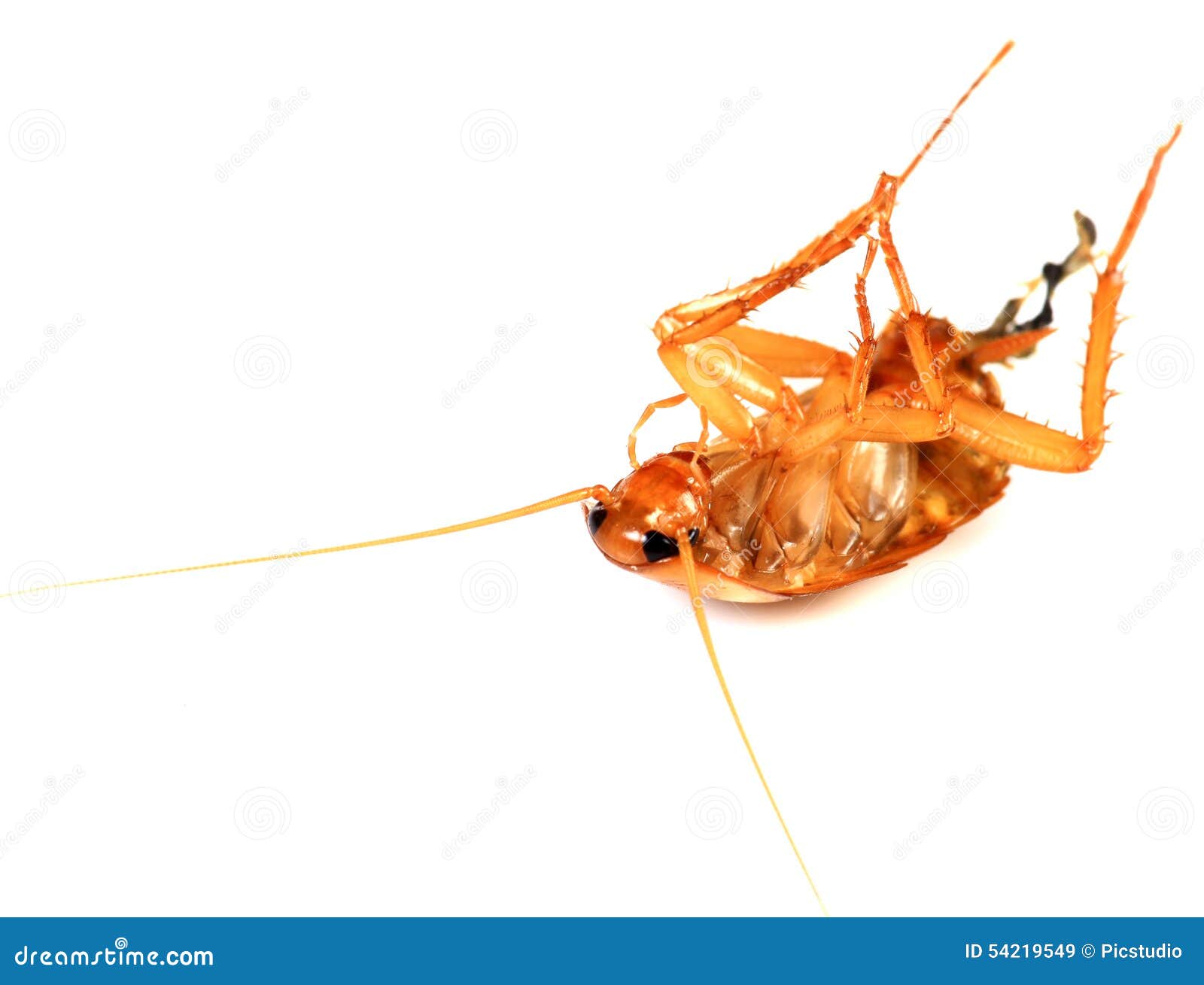 792 Beautiful Cockroach Photos - Free & Royalty-Free Stock Photos from ...