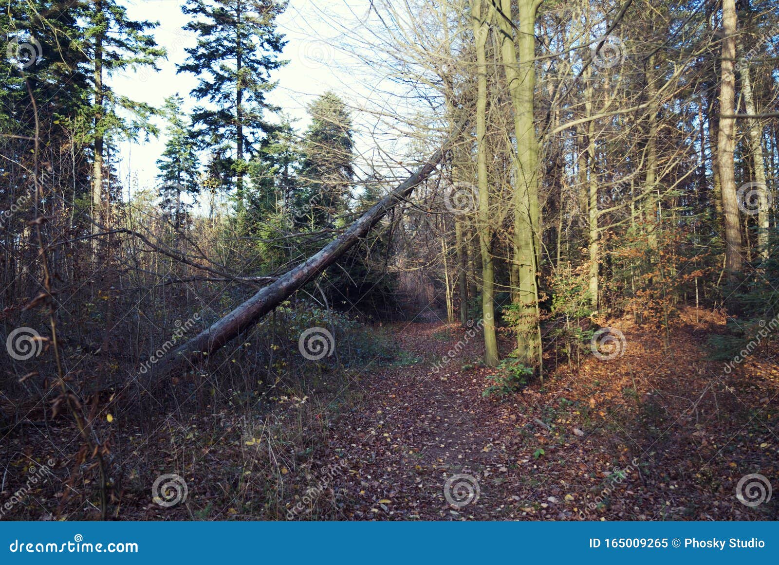 Overturned Tree in the Autumn Forest at Sunrise. Stock Image - Image of ...