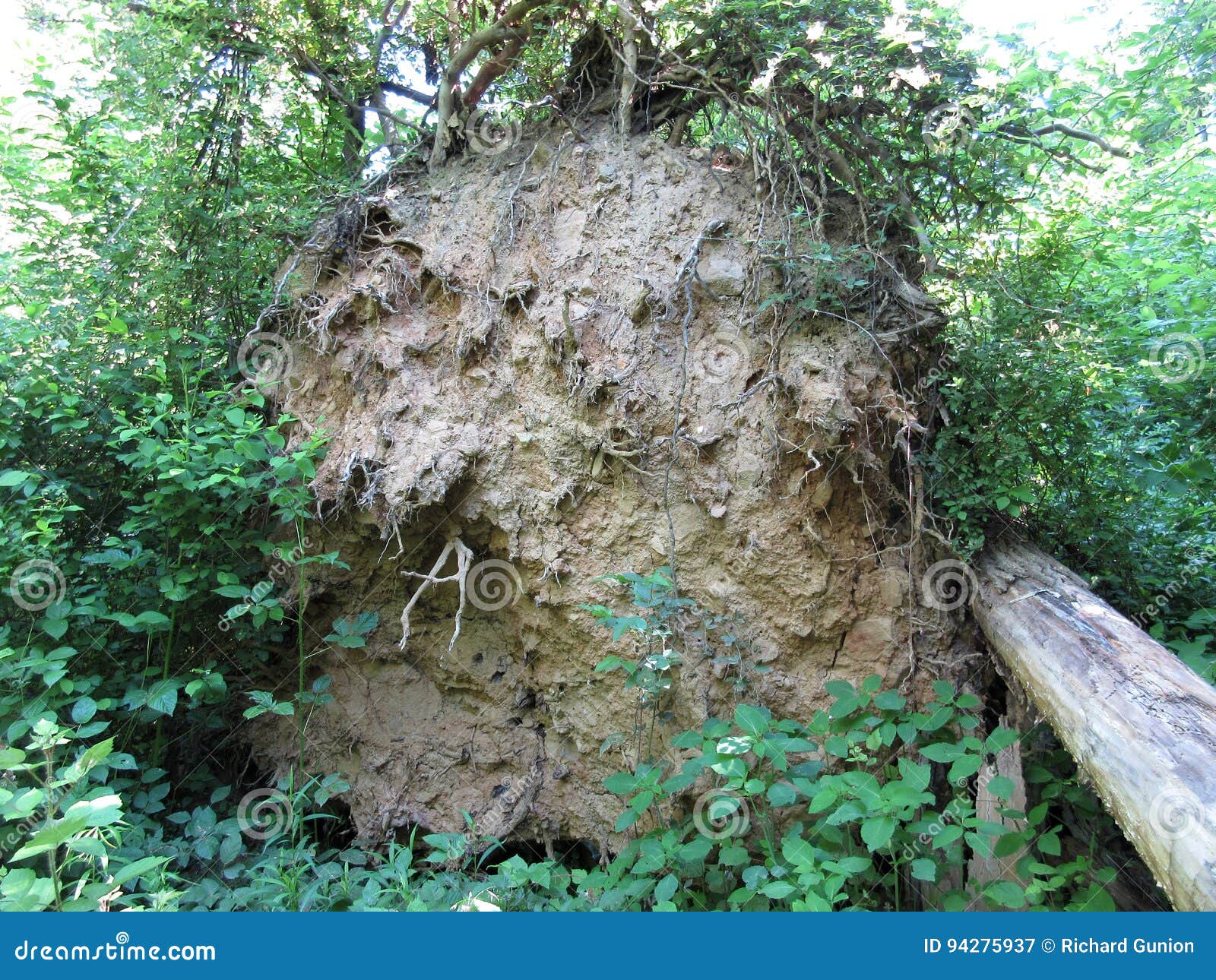 Overturned Tree stock image. Image of toppled, tree, climate - 94275937