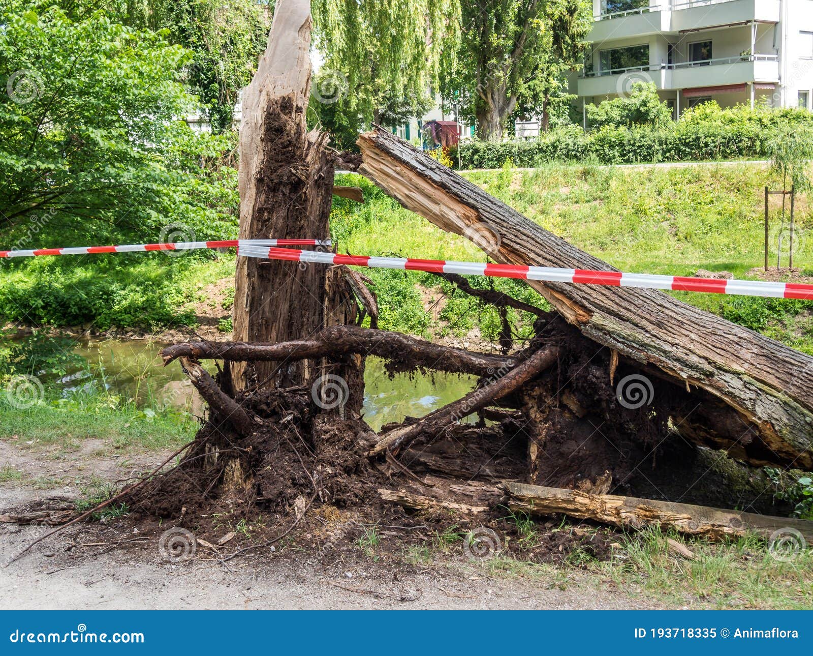 Overturned tree storm stock image. Image of dramatic - 193718335