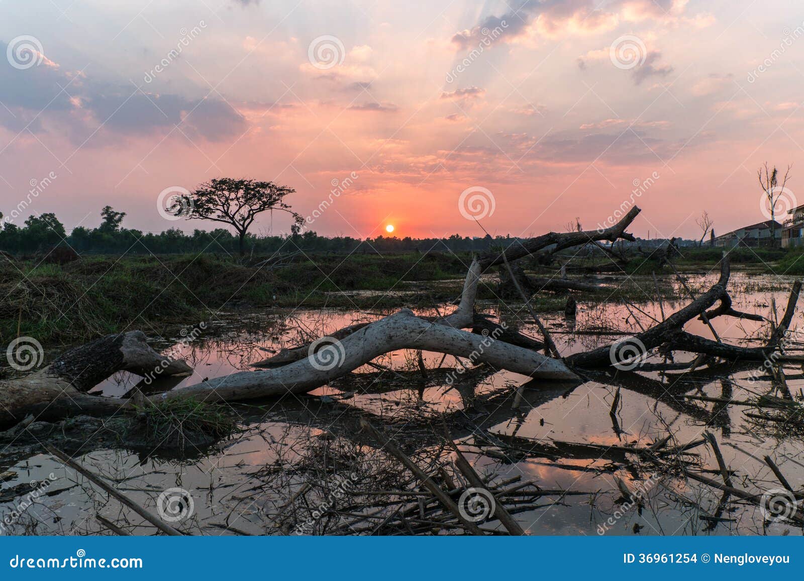 Overturned tree at sunset stock photo. Image of overturn - 36961254