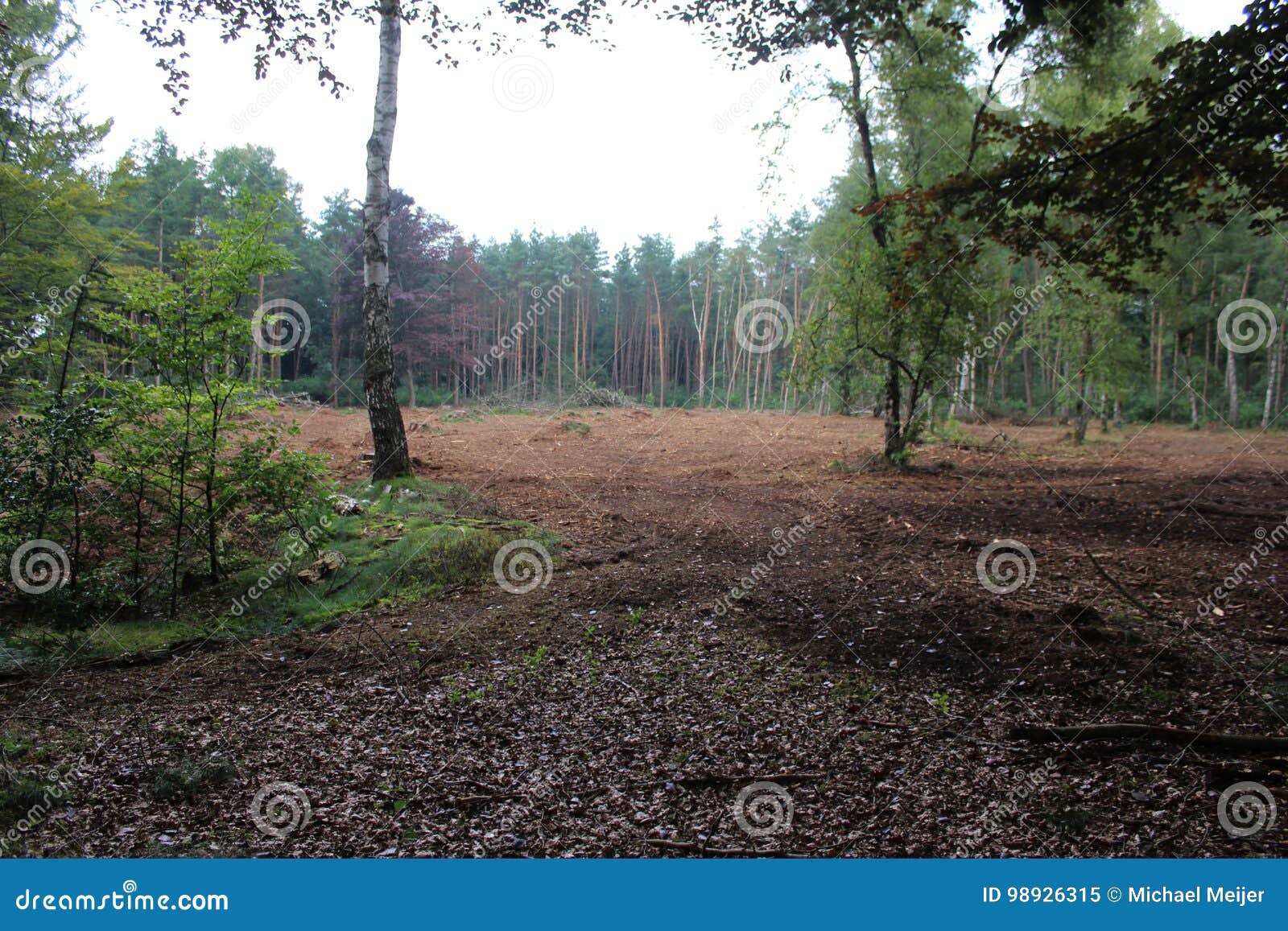 Chopped forest stock image. Image of outdoors, lumberjack - 98926315