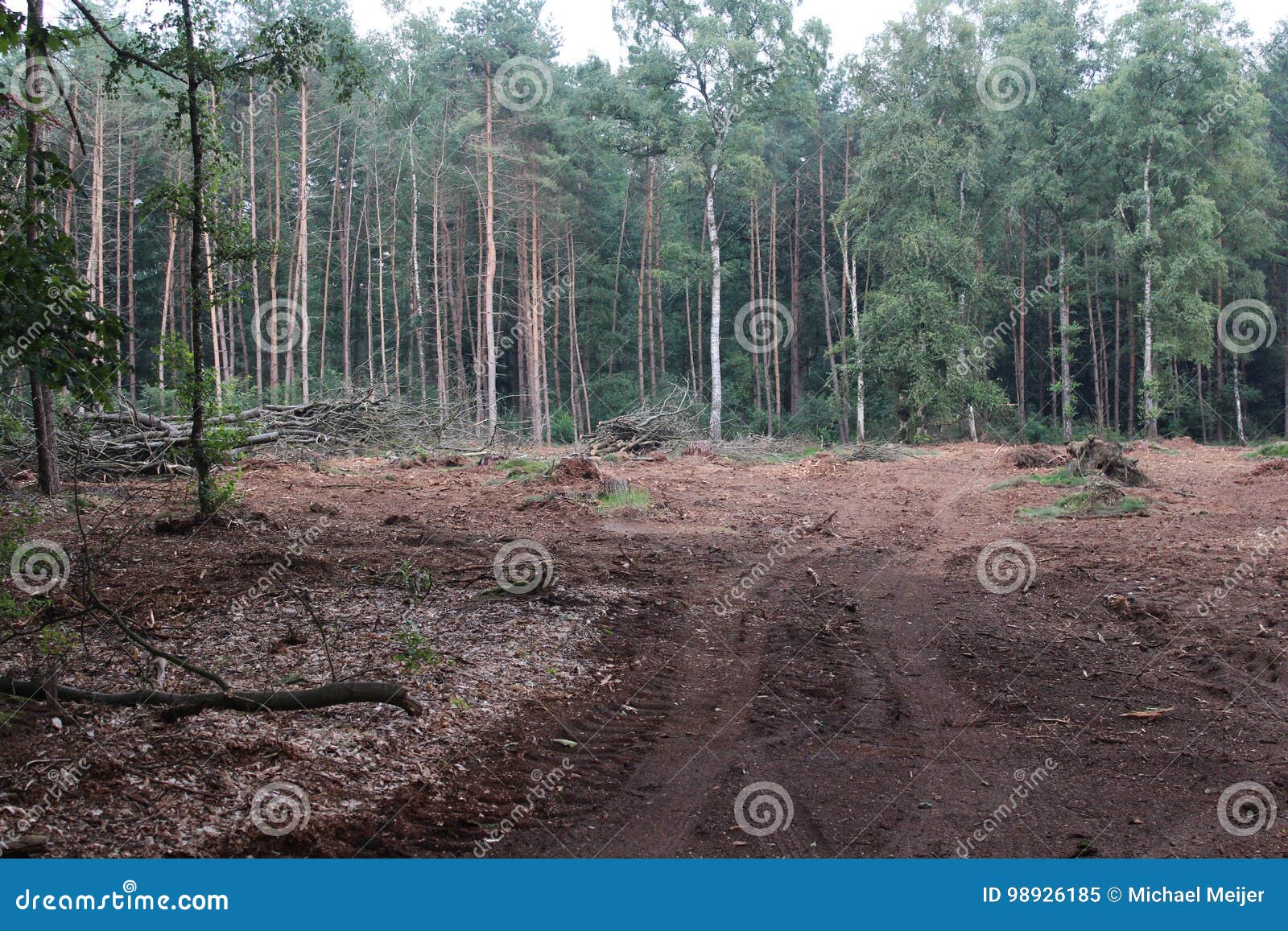 Chopped forest stock image. Image of leaves, chop, material - 98926185