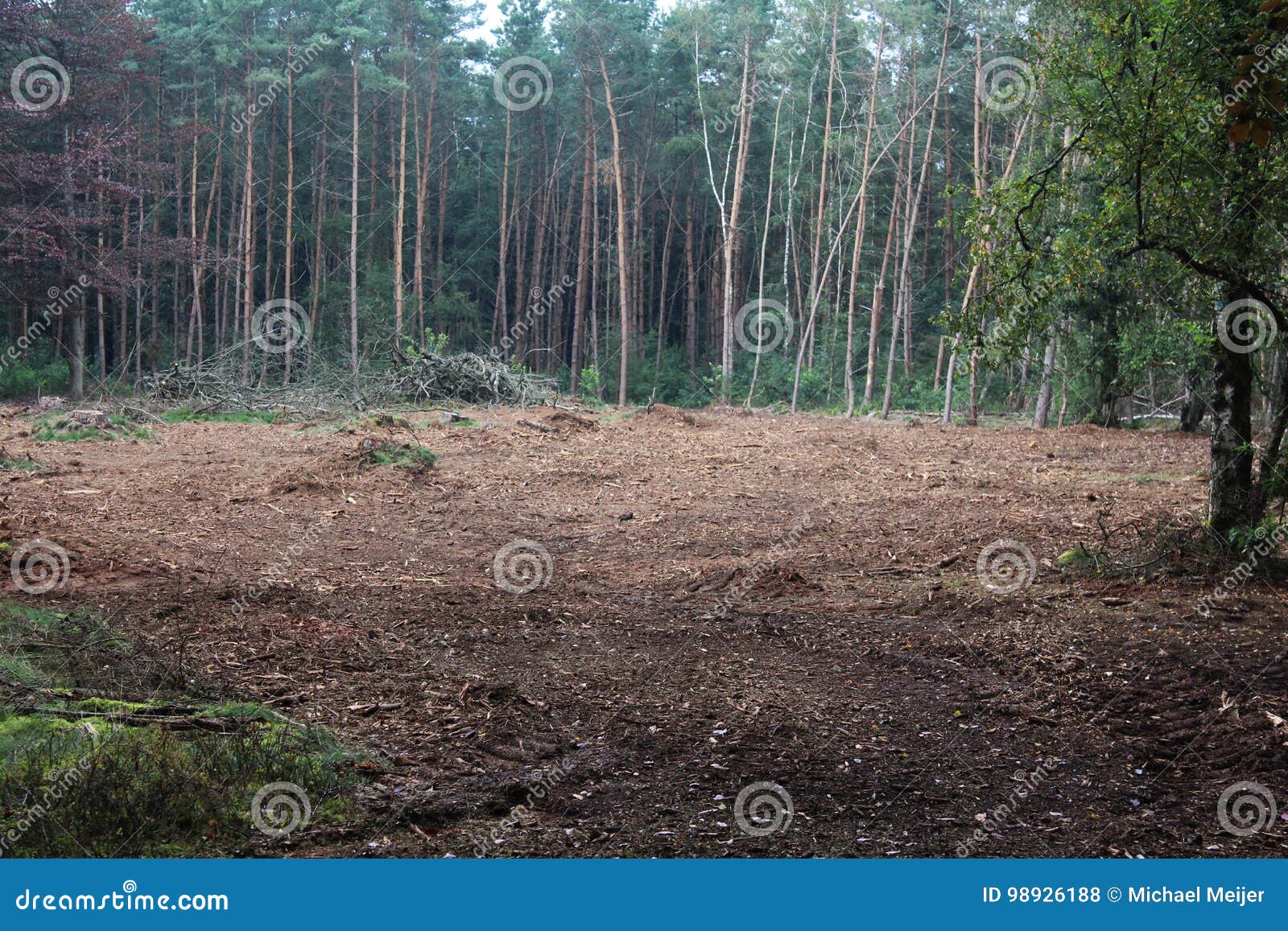 Chopped forest stock photo. Image of ecology, male, industrial - 98926188
