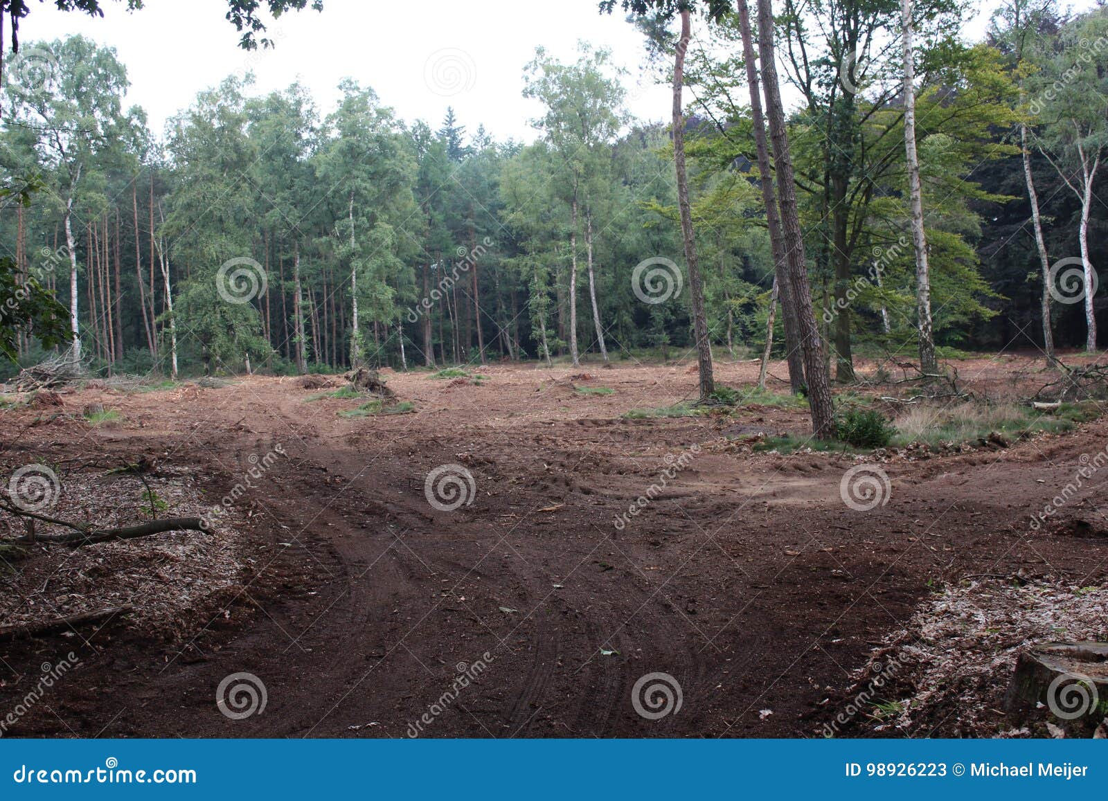 Chopped forest stock image. Image of agriculture, bark - 98926223
