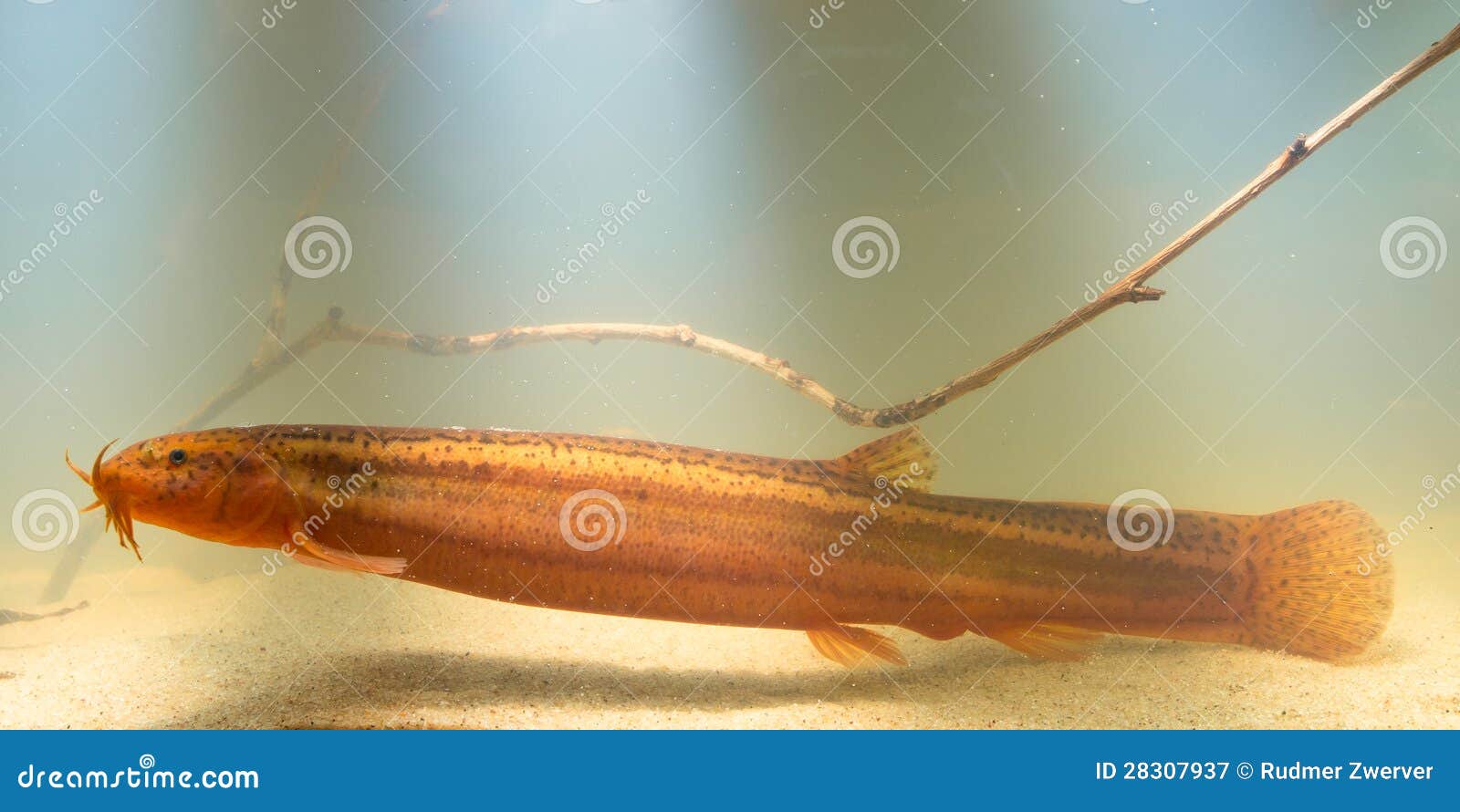 Overview of a European Weather Loach Stock Image - Image of silhouette ...