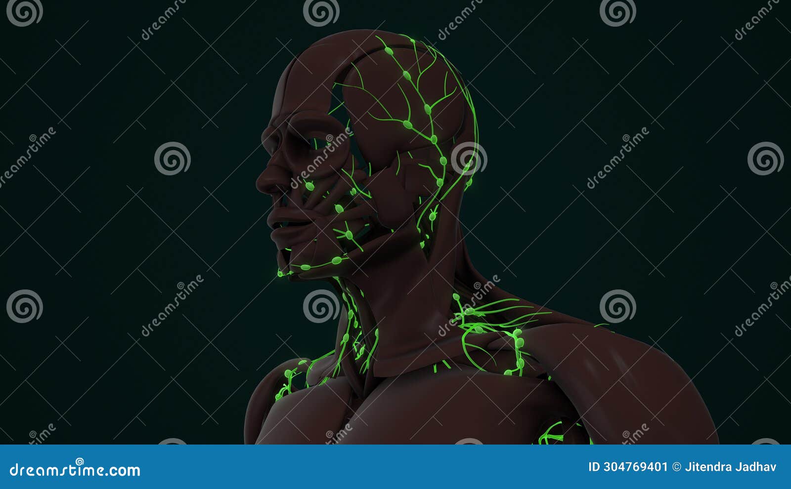 An Overview of Human Lymphatic System Anatomy Stock Illustration ...
