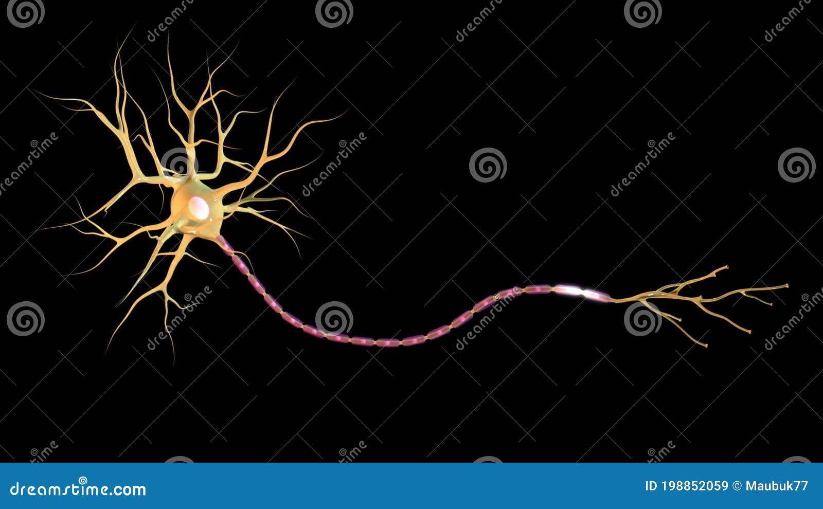 Overview of the Human Neuron Stock Video - Video of camera, anatomy ...