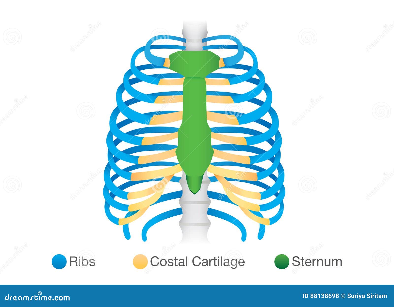 Overview of Human Rib Structure. Stock Vector - Illustration of ...