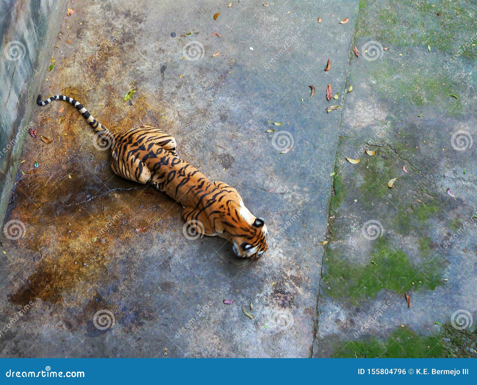 Overview of a hungry tiger stock photo. Image of hungry - 155804796