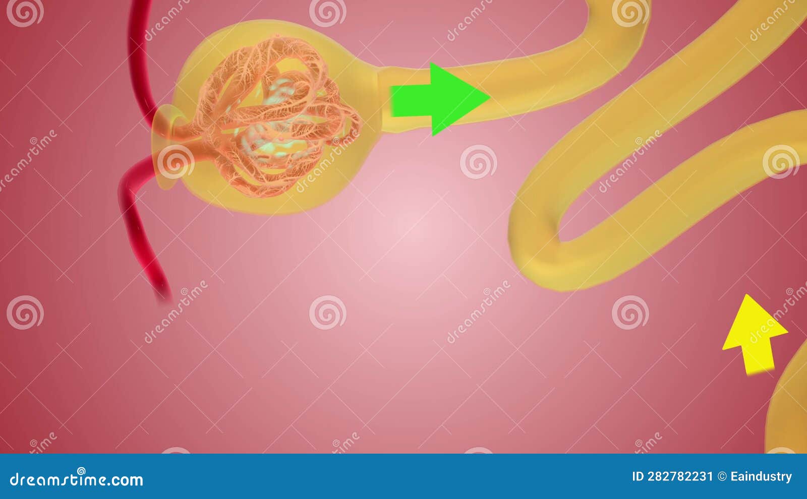 Overview of Nephron Function Bowmans Capsule Stock Video - Video of ...