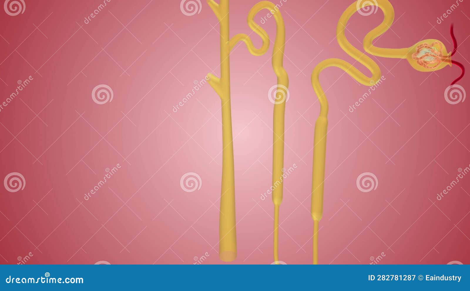 Overview of Nephron Function Collencting Duct Stock Video - Video of ...