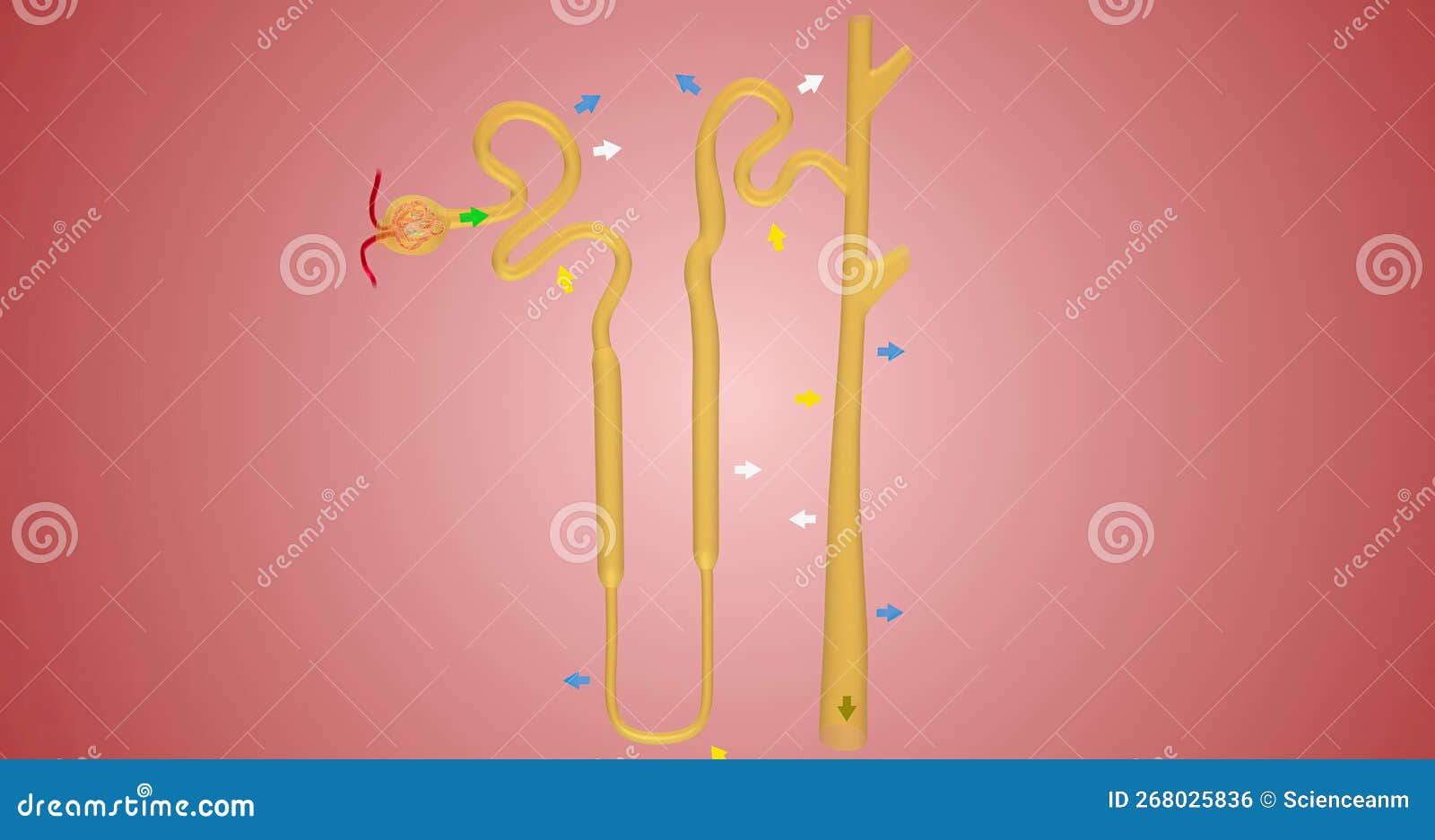 The Overview of Nephron Function Stock Illustration - Illustration of ...