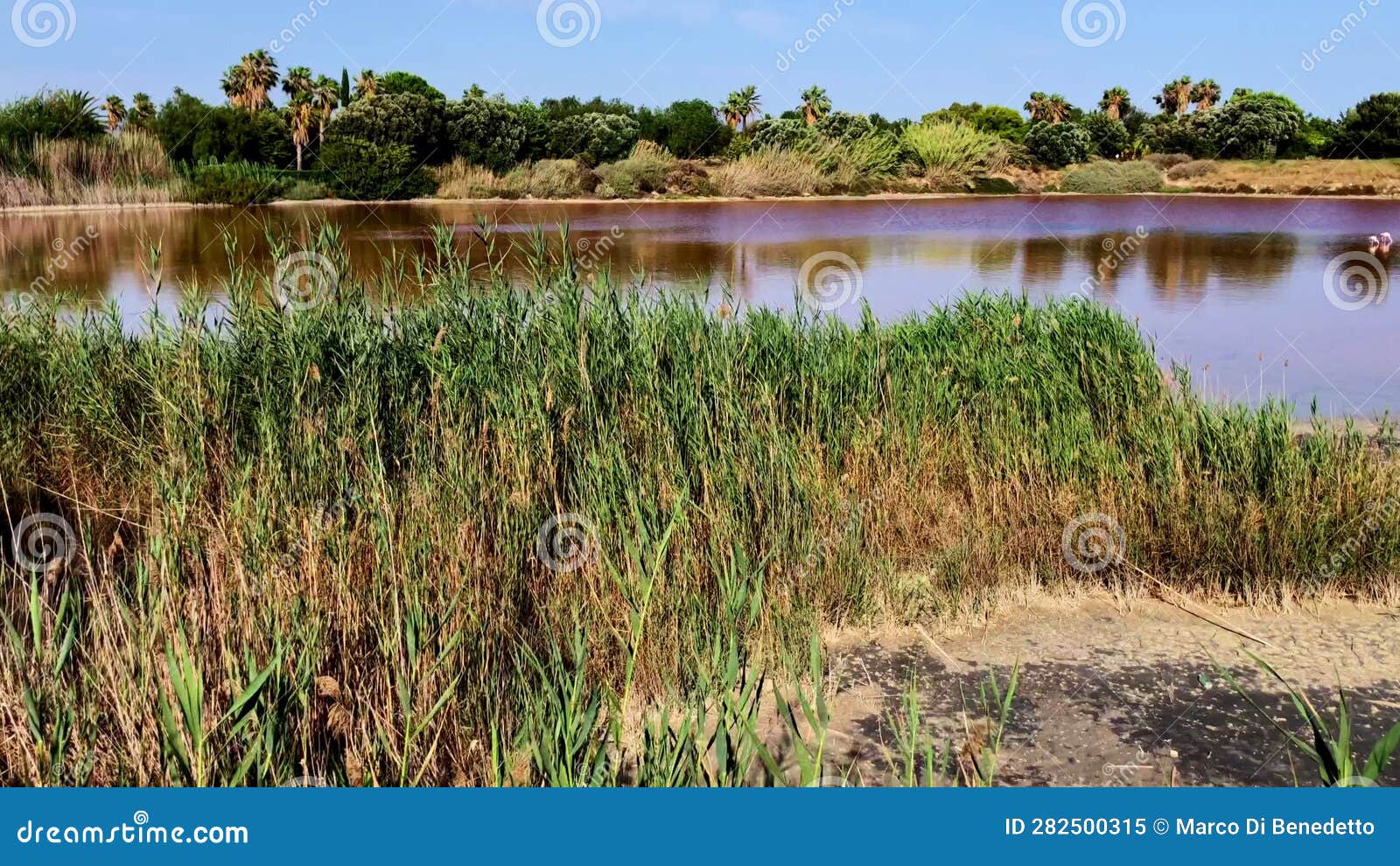 Overview reedbed on a pond stock video. Video of green - 282500315
