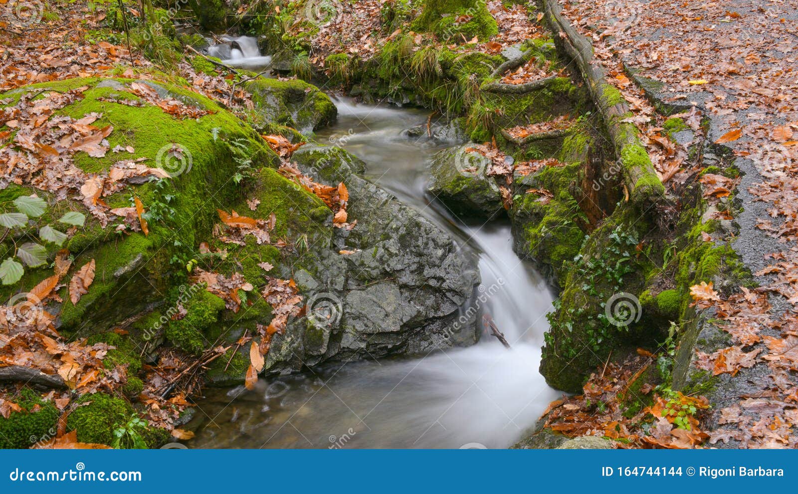 Overview of a Stream Flowing in the Woods in Autumn Stock Photo - Image ...