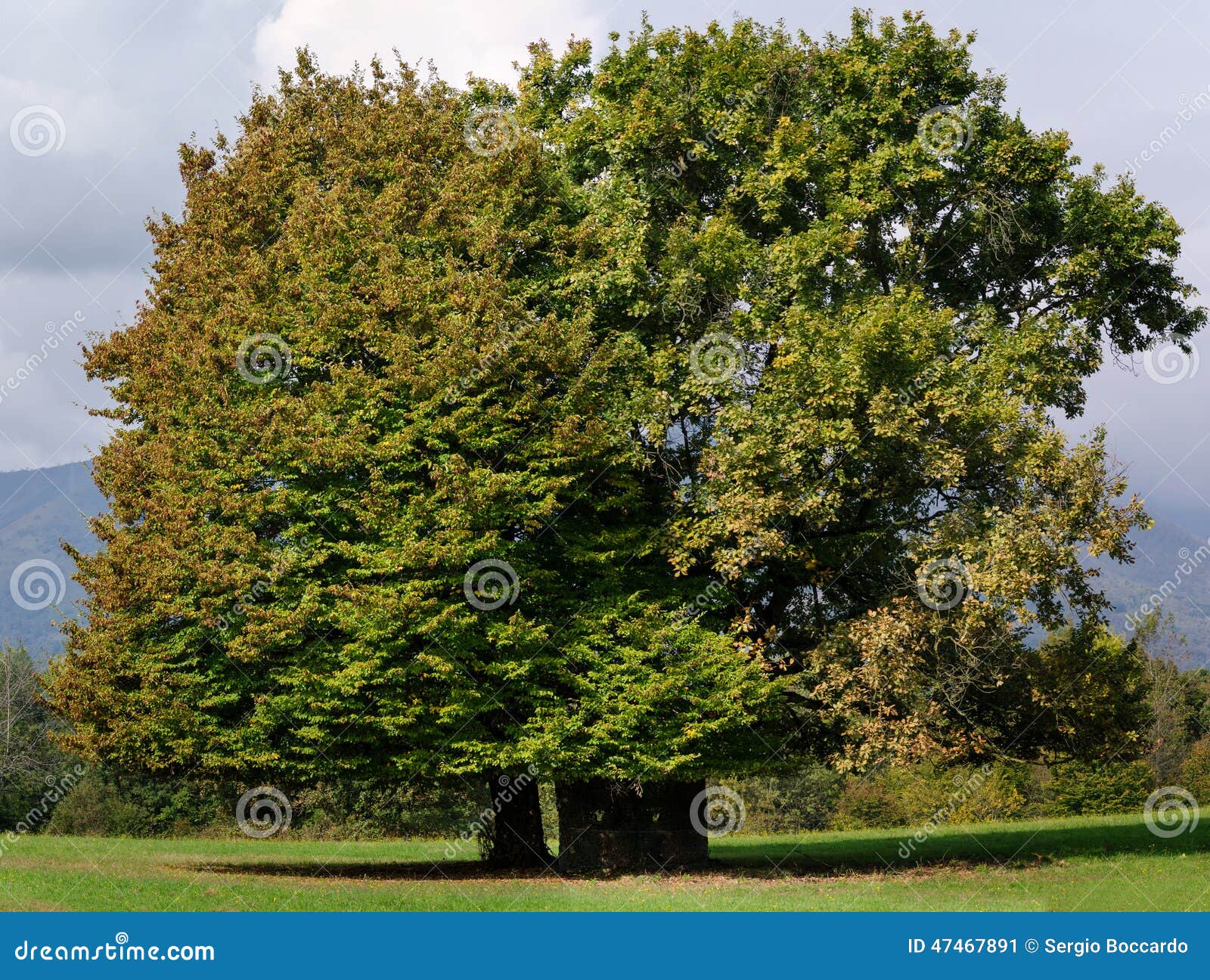 Overview of a tree stock image. Image of tree, environment - 47467891